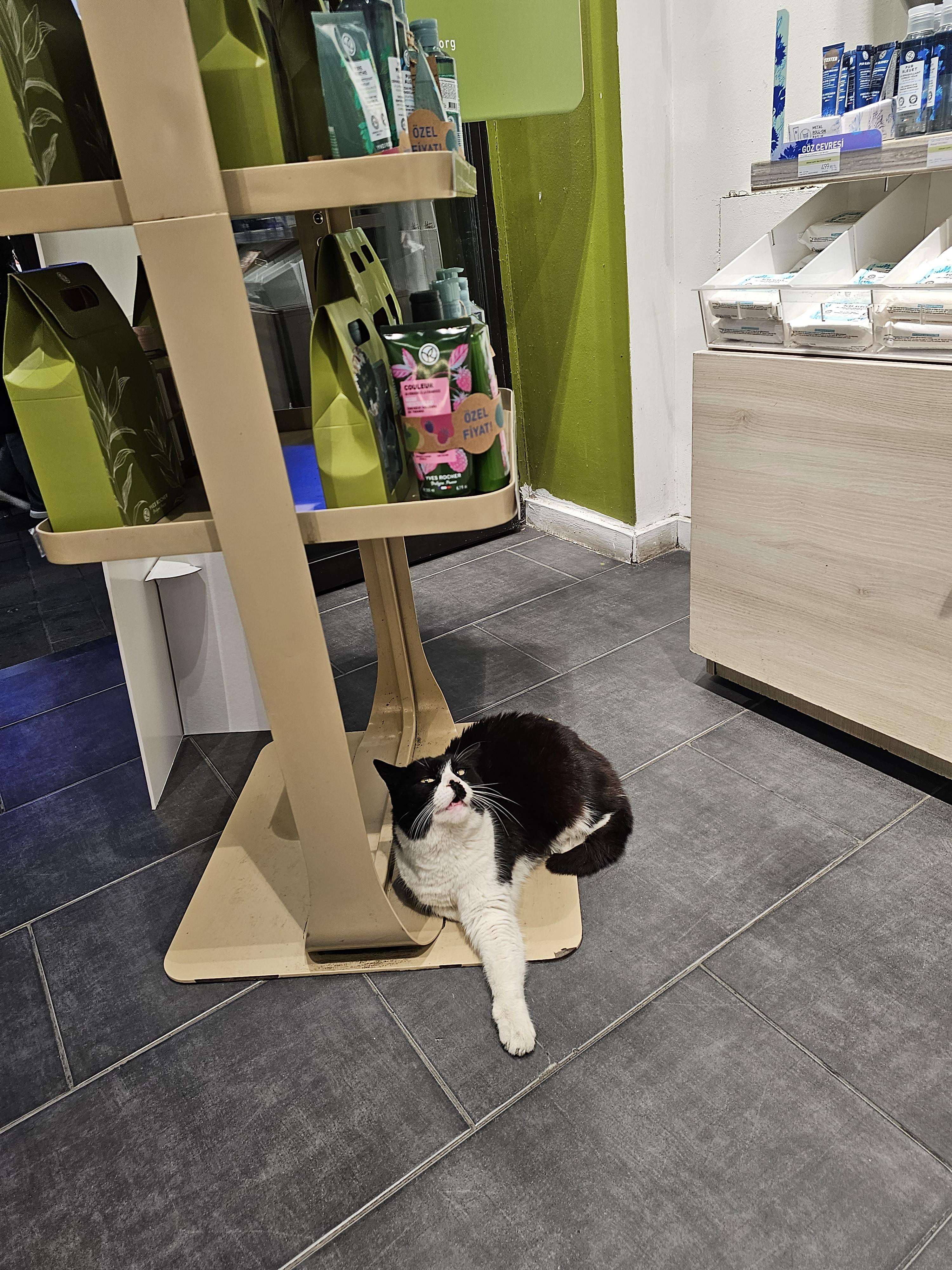 Shop cats and dogs in Istanbul, Turkey | Scrolller