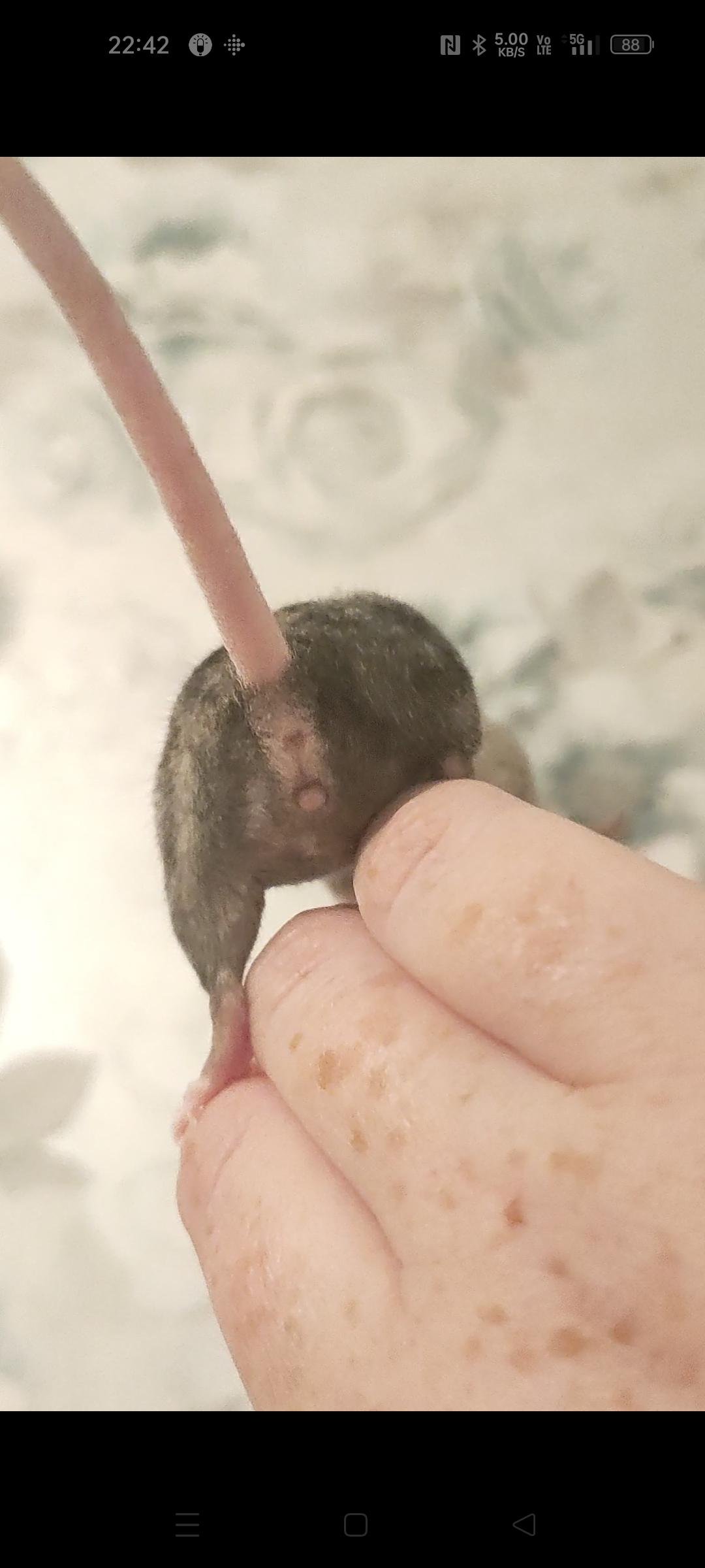 Gender confirmation | Scrolller