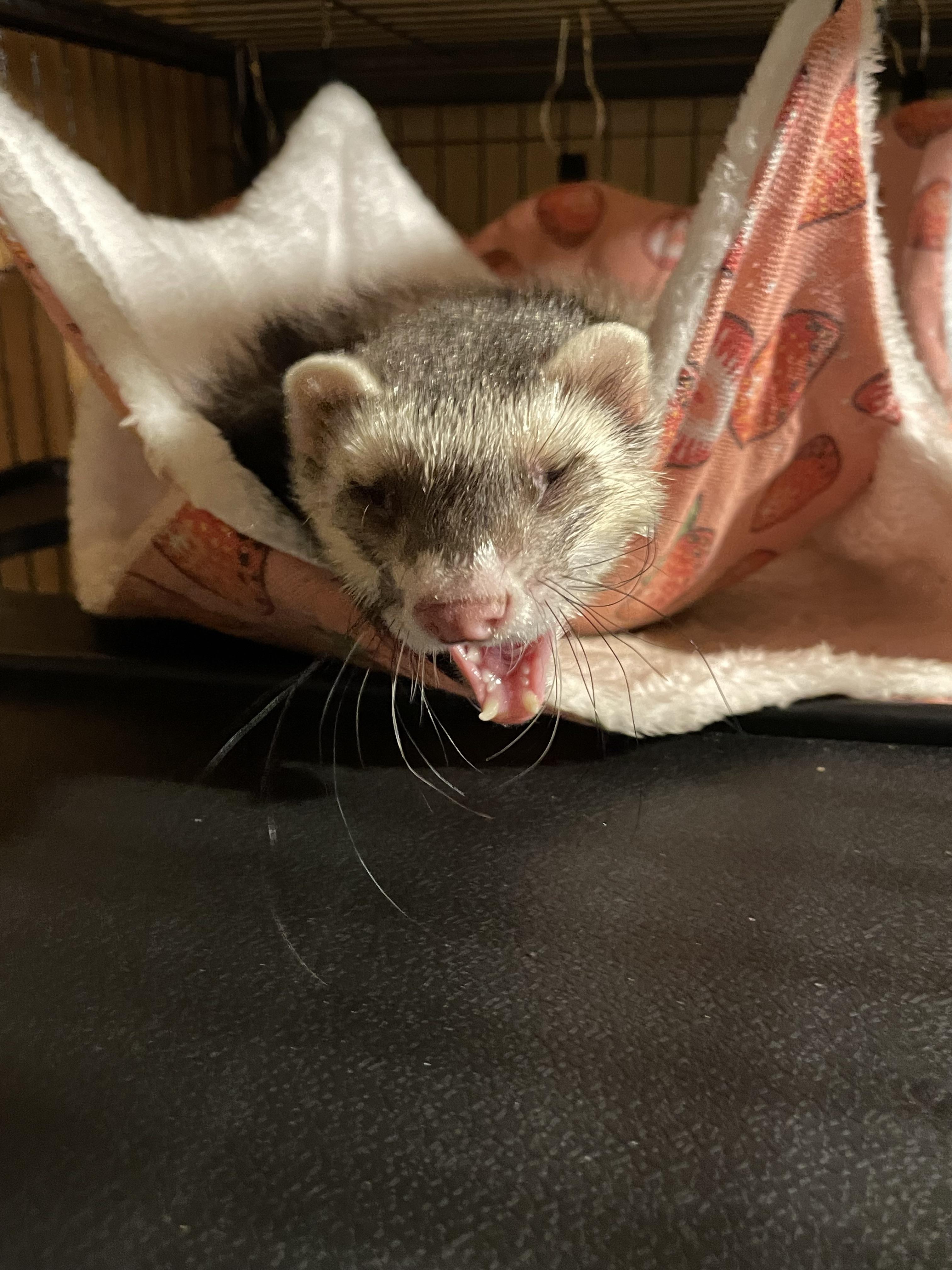 Shedding | Scrolller