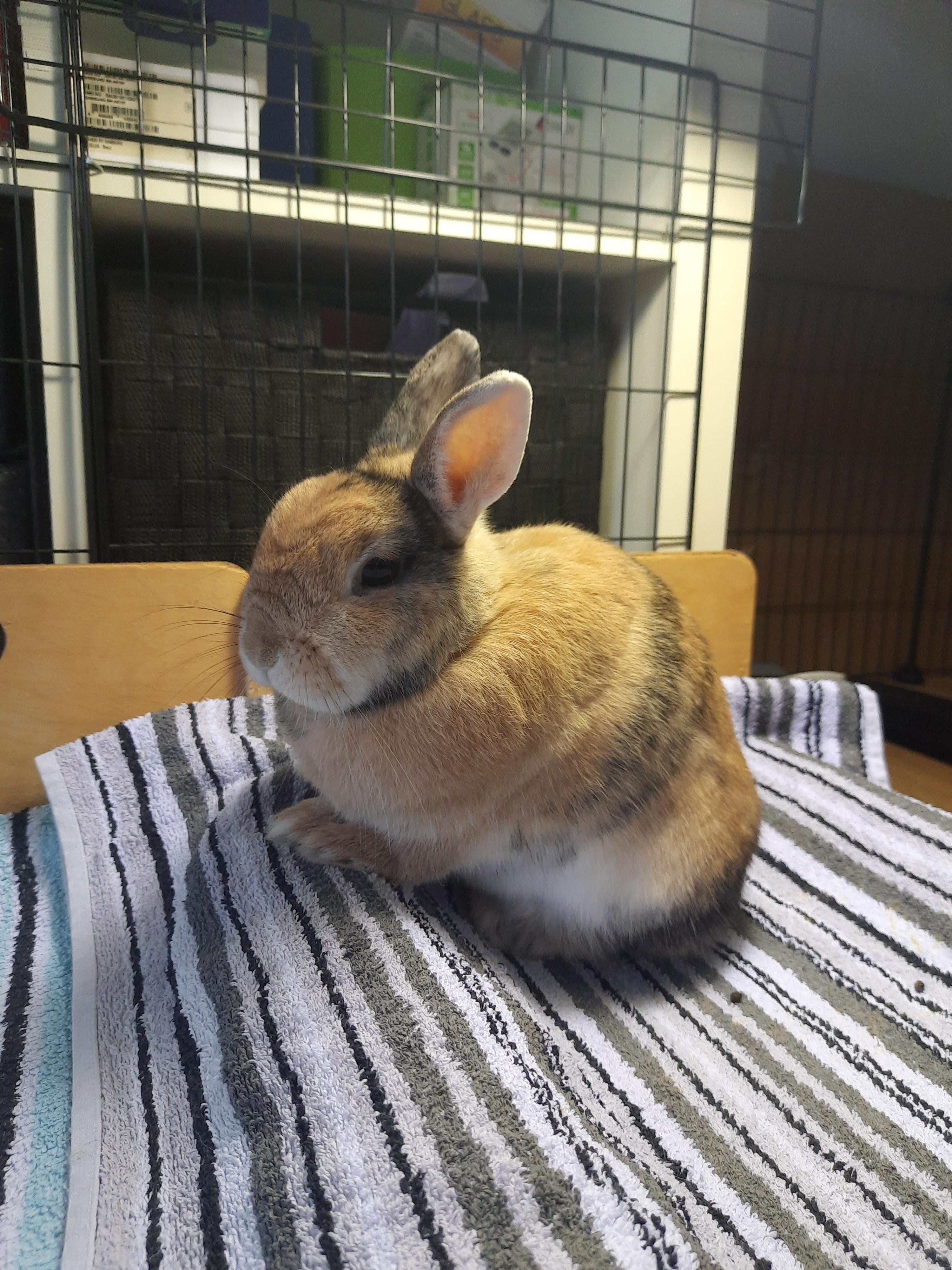 There are two types of bun: | Scrolller