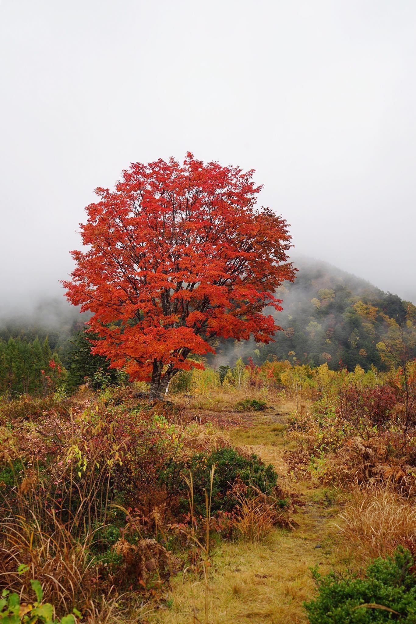 [OC] A tree in a foggy autumn evening at Norikura Kogen, Nagano, Japan | Scrolller