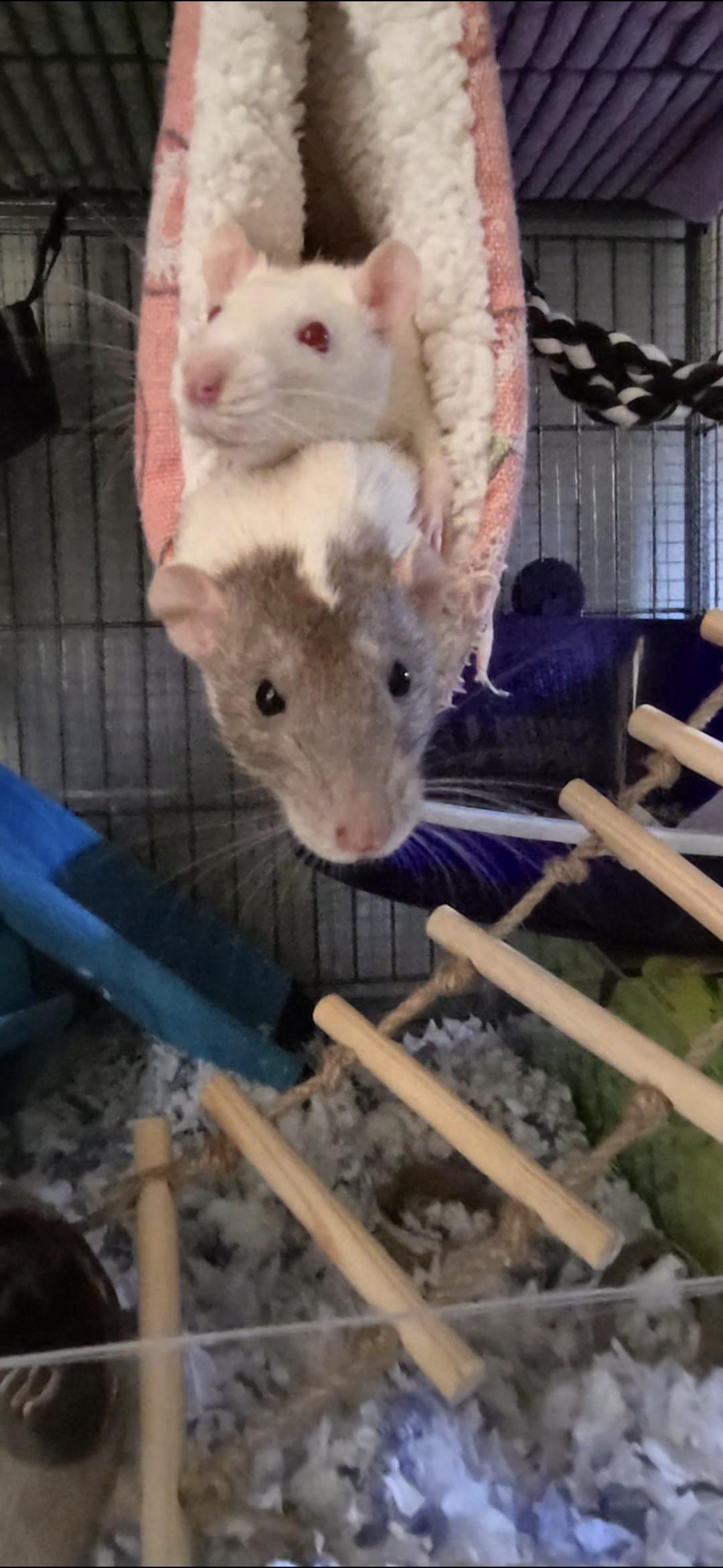 My cuties | Scrolller