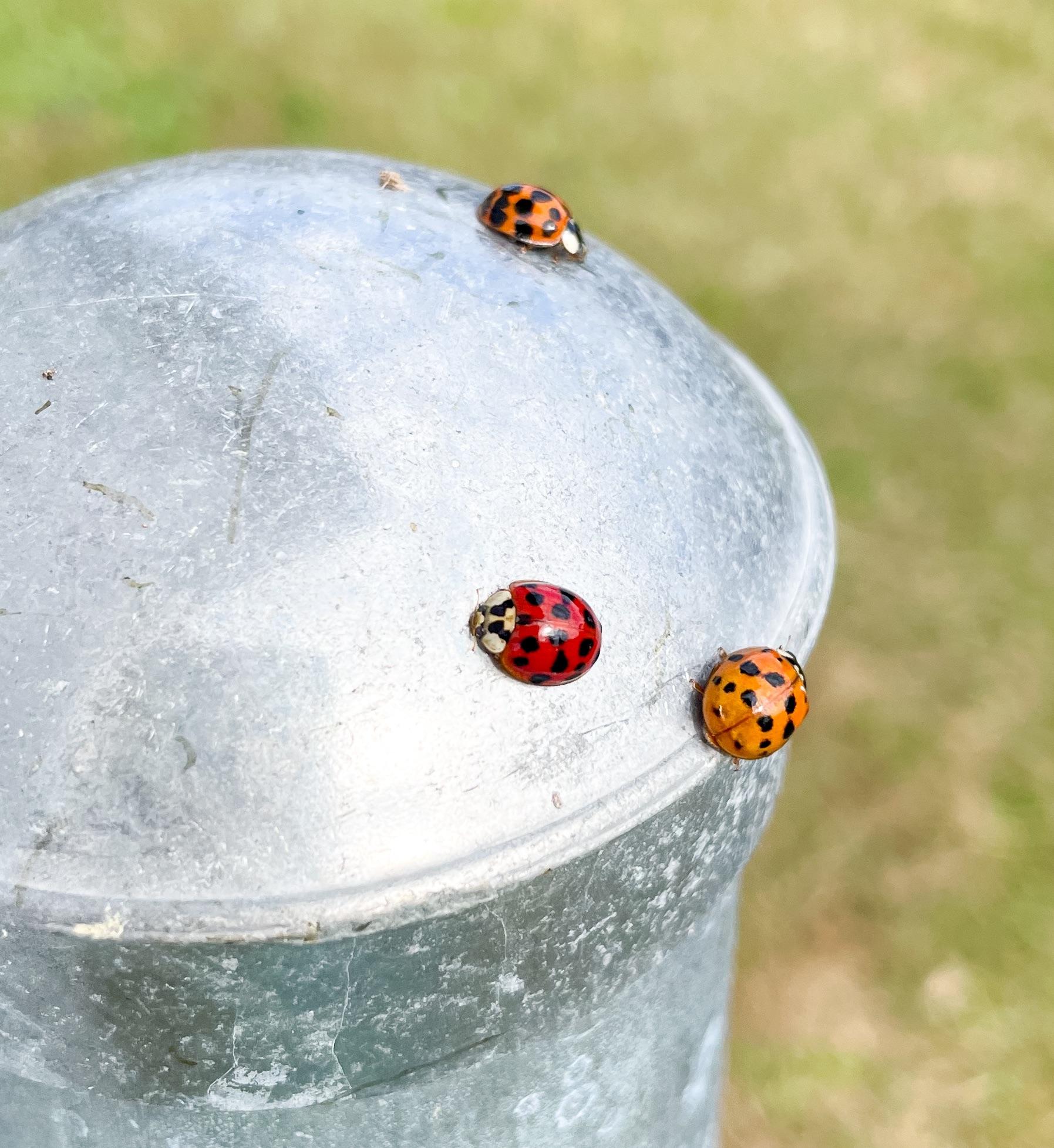 The ladybugs are out and about!! 🐞💖!! | Scrolller