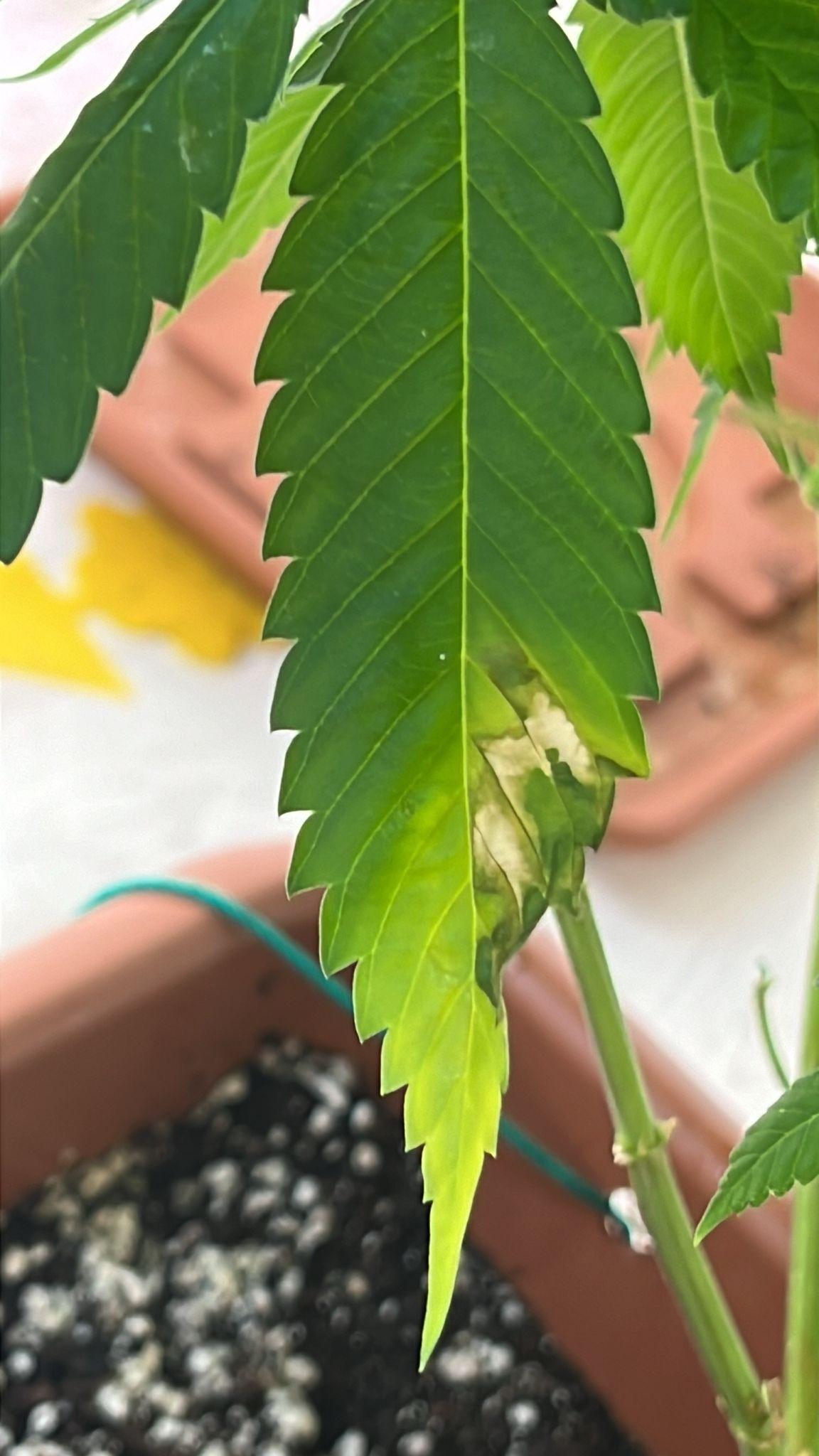 Translucent leaves | Scrolller