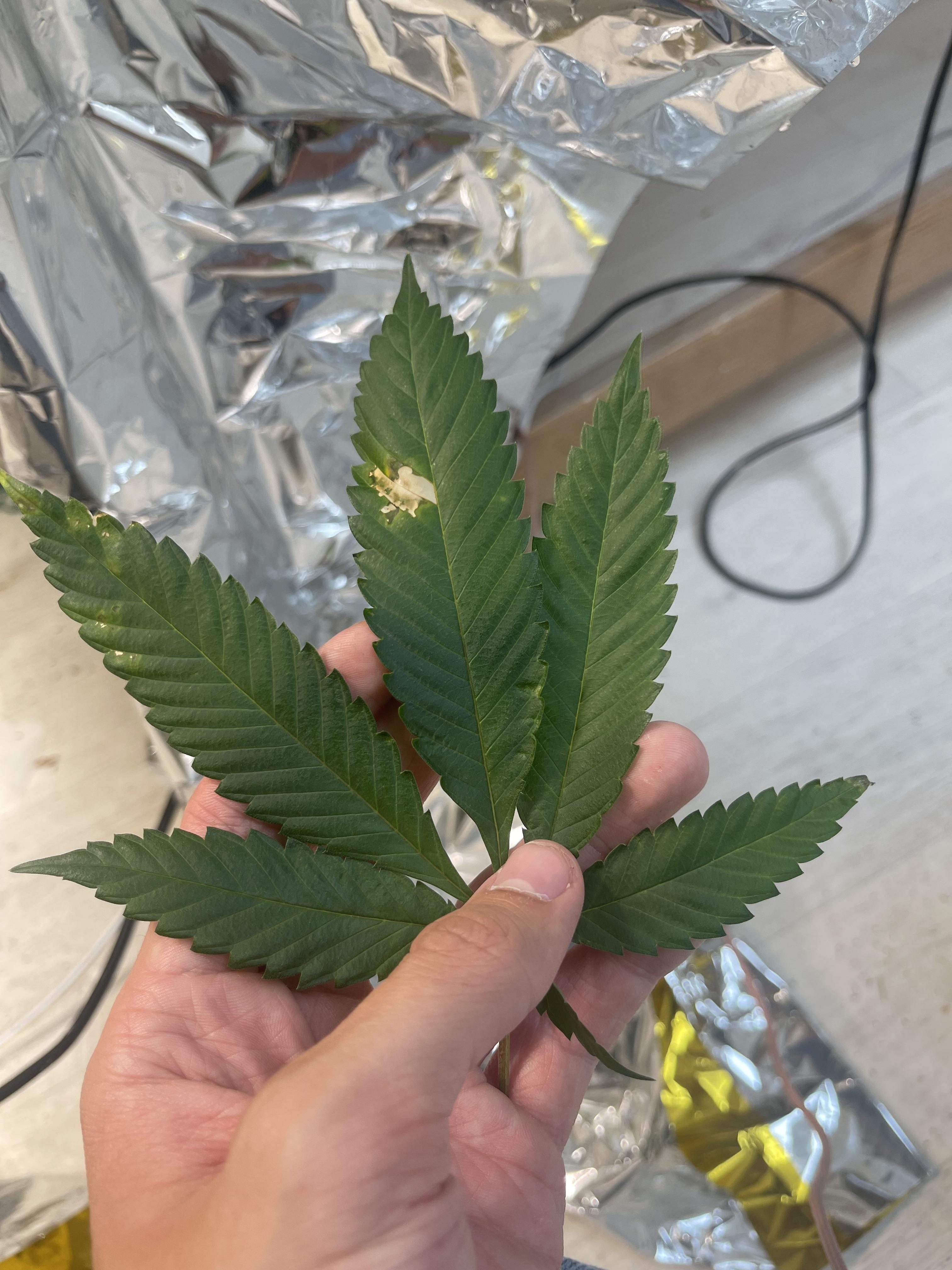 Translucent leaves | Scrolller