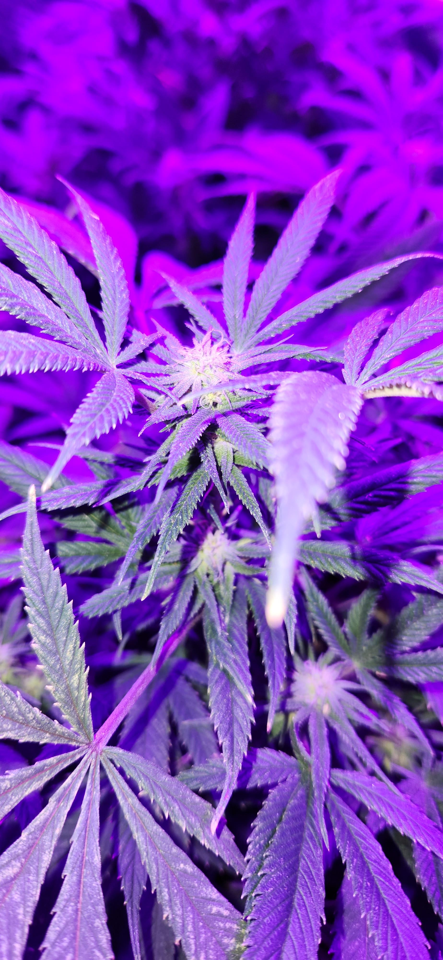 Current grow! | Scrolller