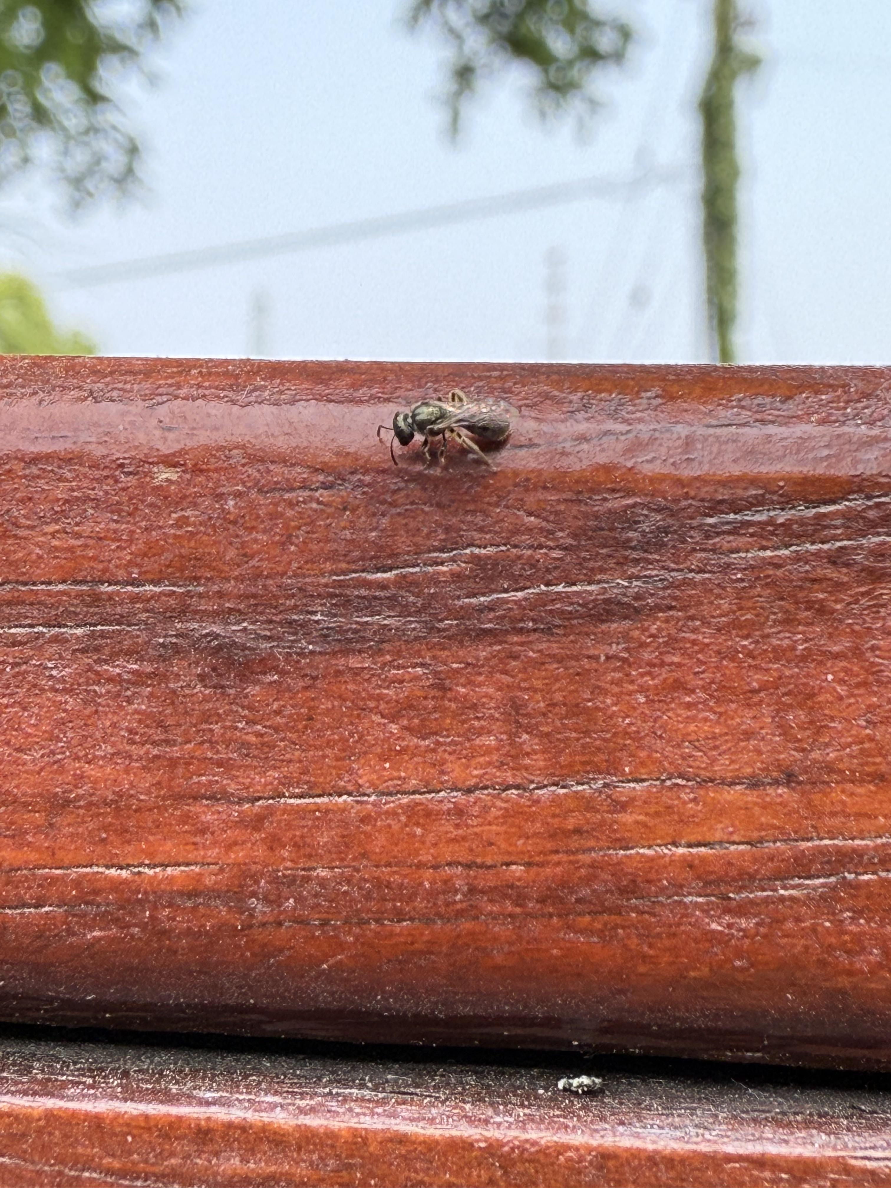 What is this flying insect? | Scrolller