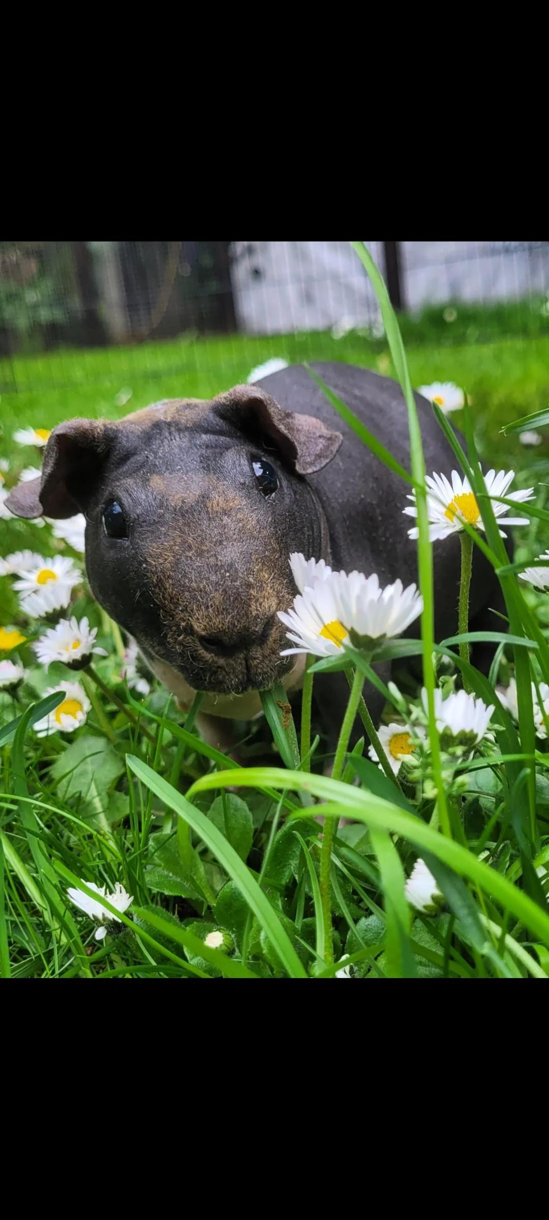 Sad update about skinny pig | Scrolller