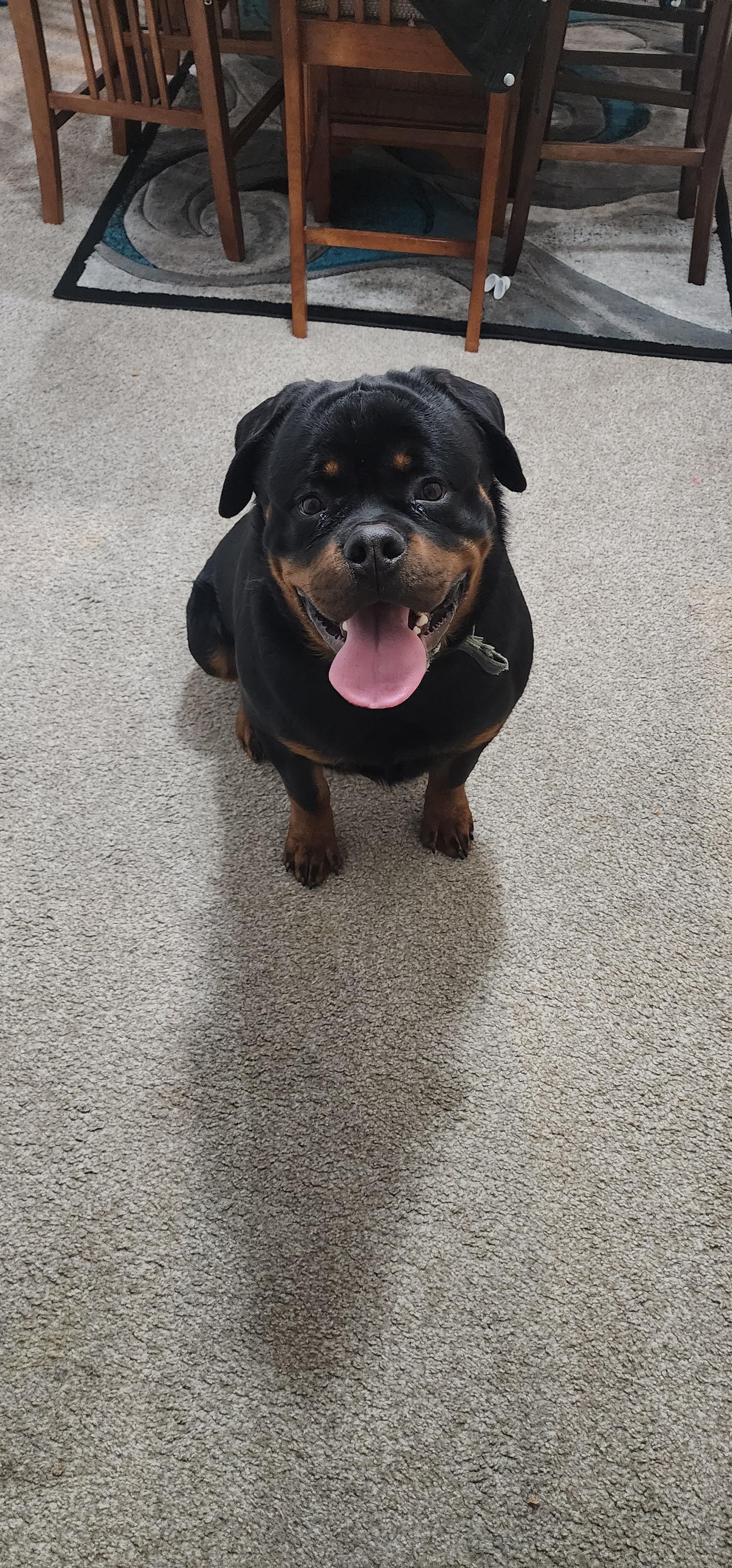 Meet Gaston | Scrolller