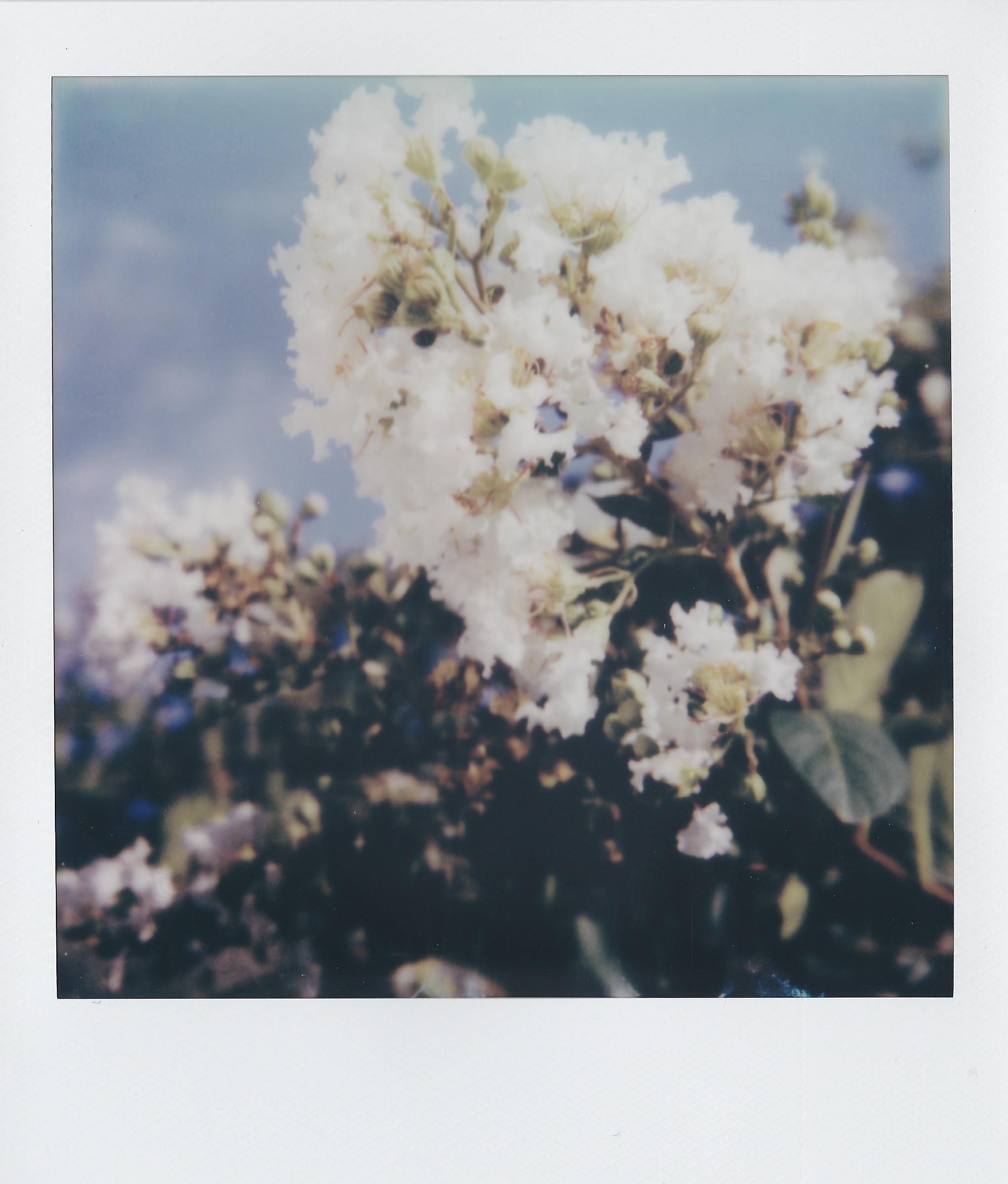 Crape Myrtles in Bloom, SX-70 (Converted), 600 Film | Scrolller