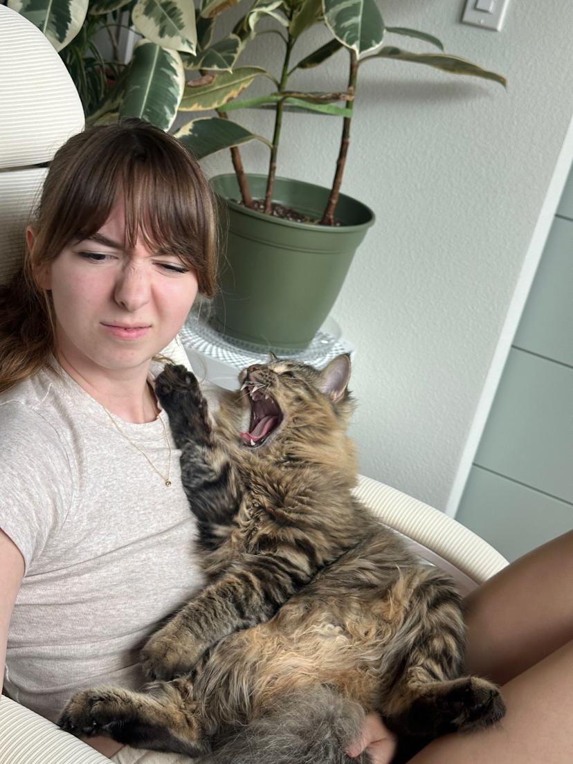 Discover more like Cats: My kitten keeps yelling at me. Any advice? and Related Content | Scrolller