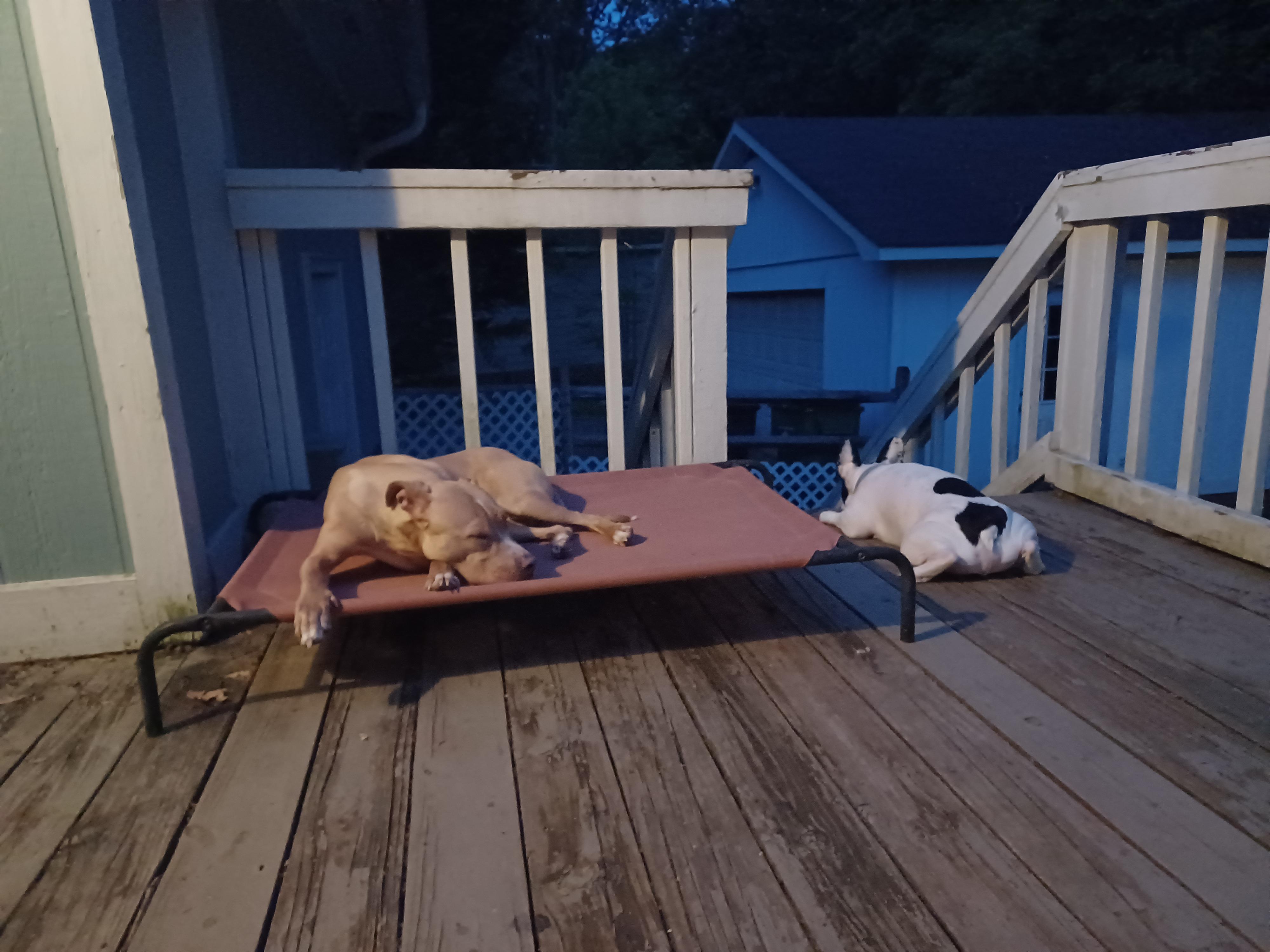 Griffin & his best friend Chop | Scrolller