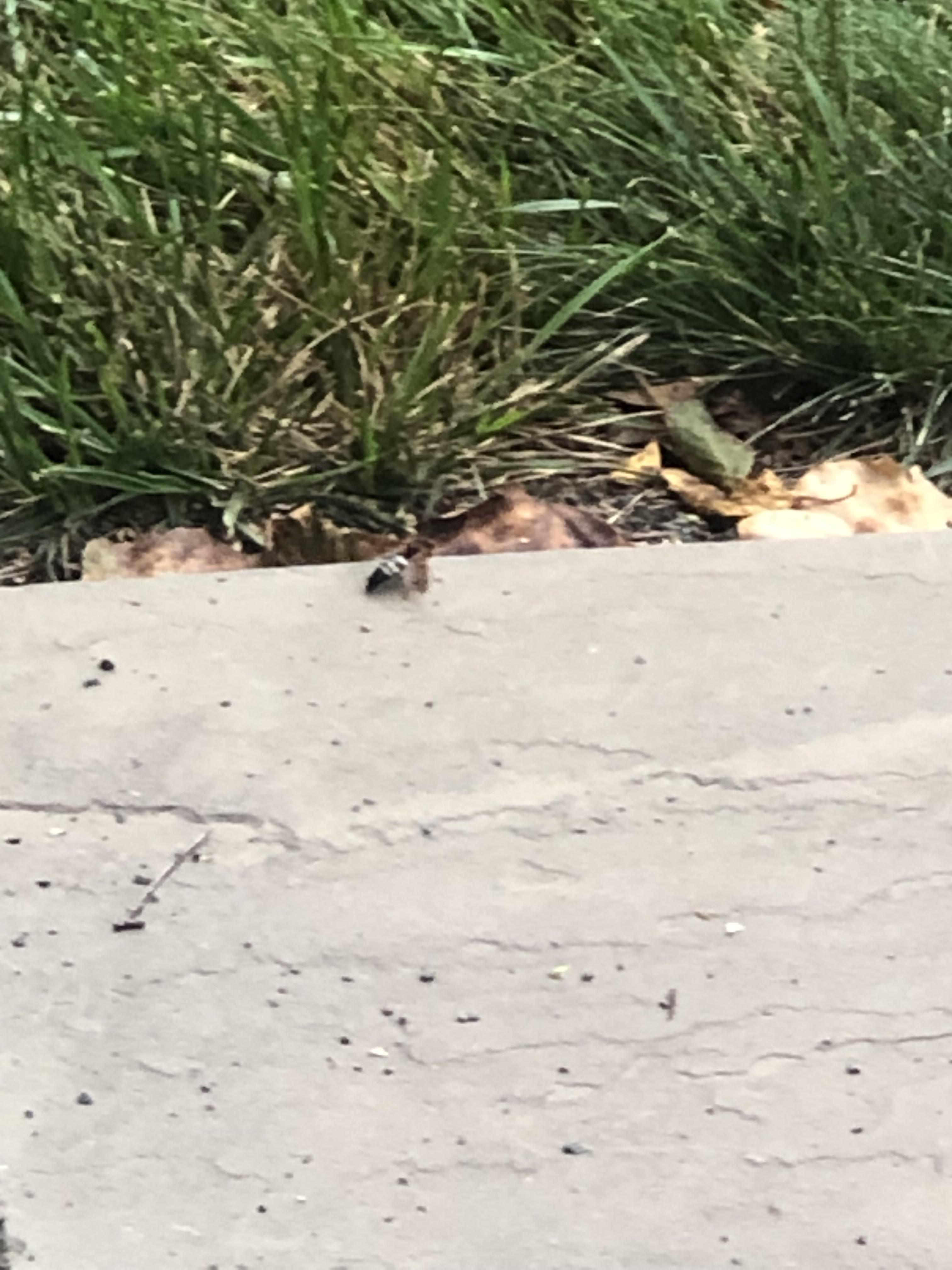 What are these bugs? | Scrolller