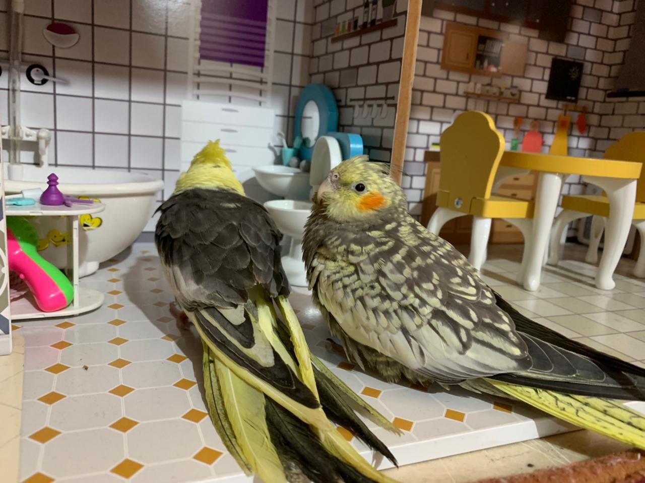 Meet daisy | Scrolller