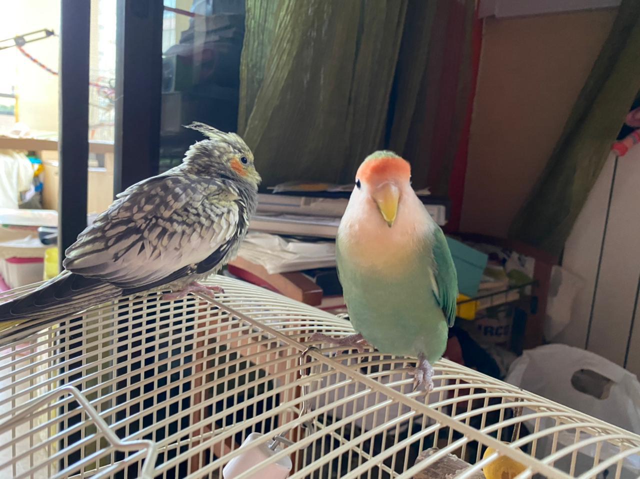 Meet daisy | Scrolller