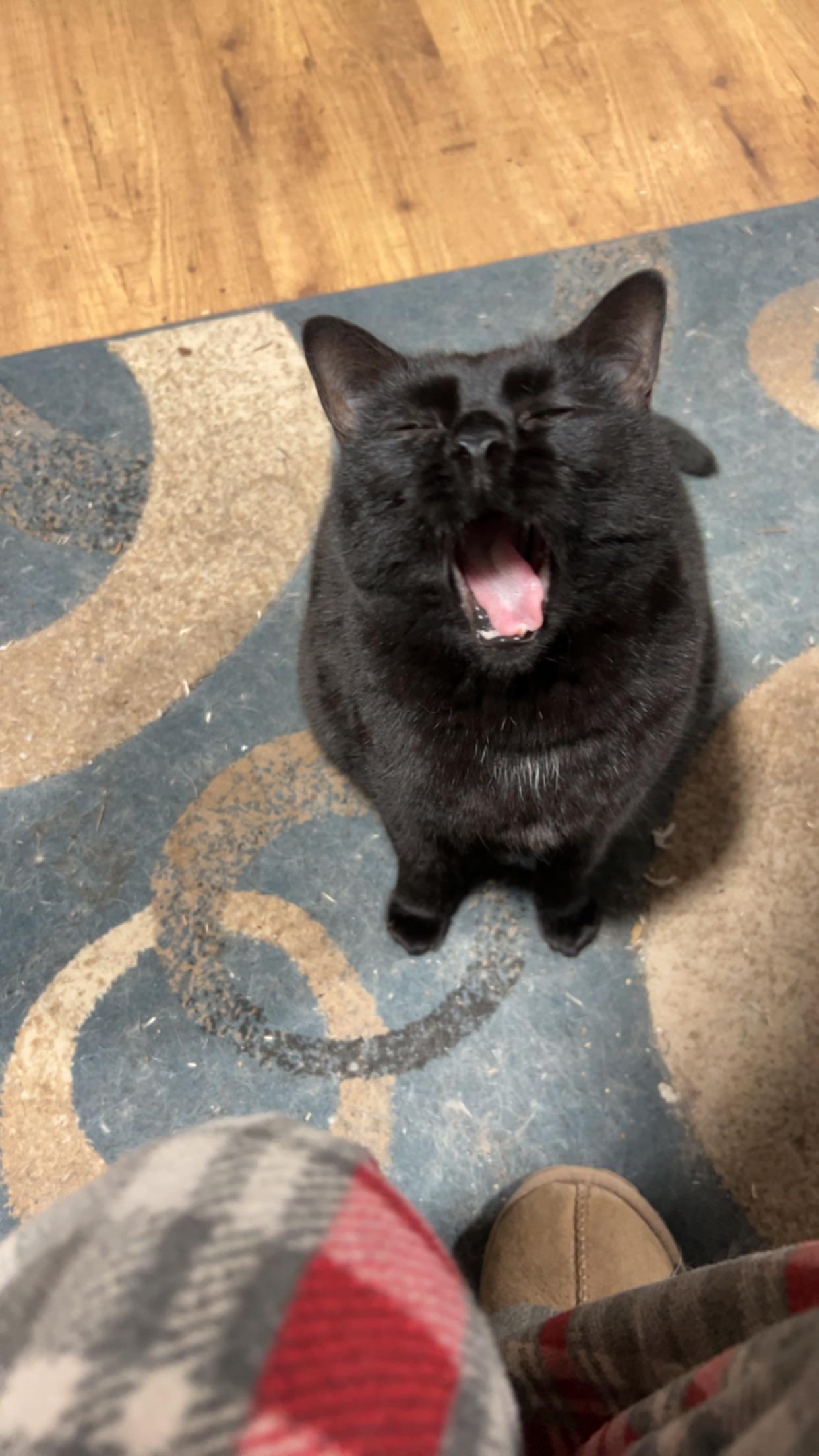 Seeking all screaming voids please. My serotonin needs boosting. | Scrolller