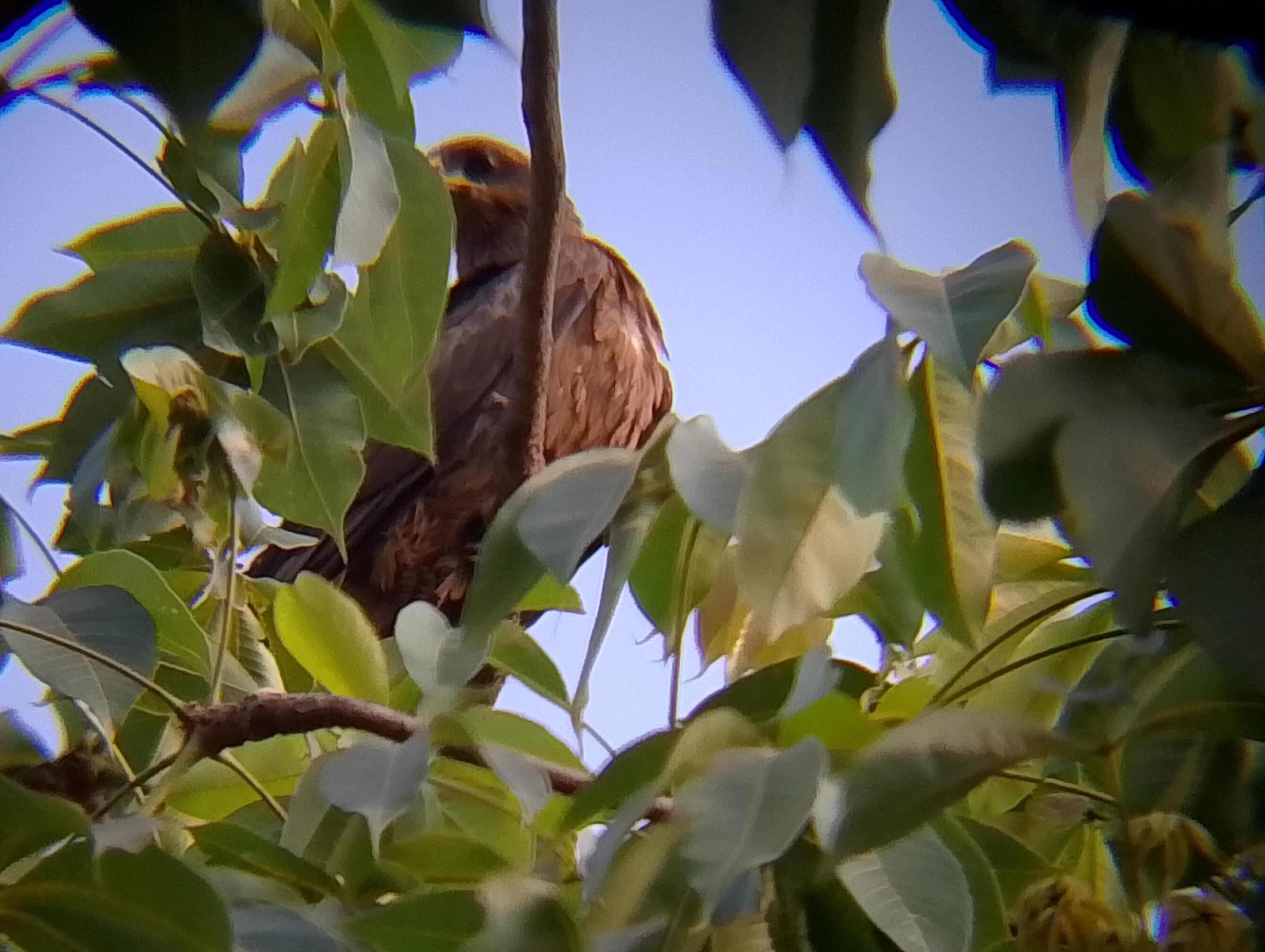 Golden Eagle | Scrolller