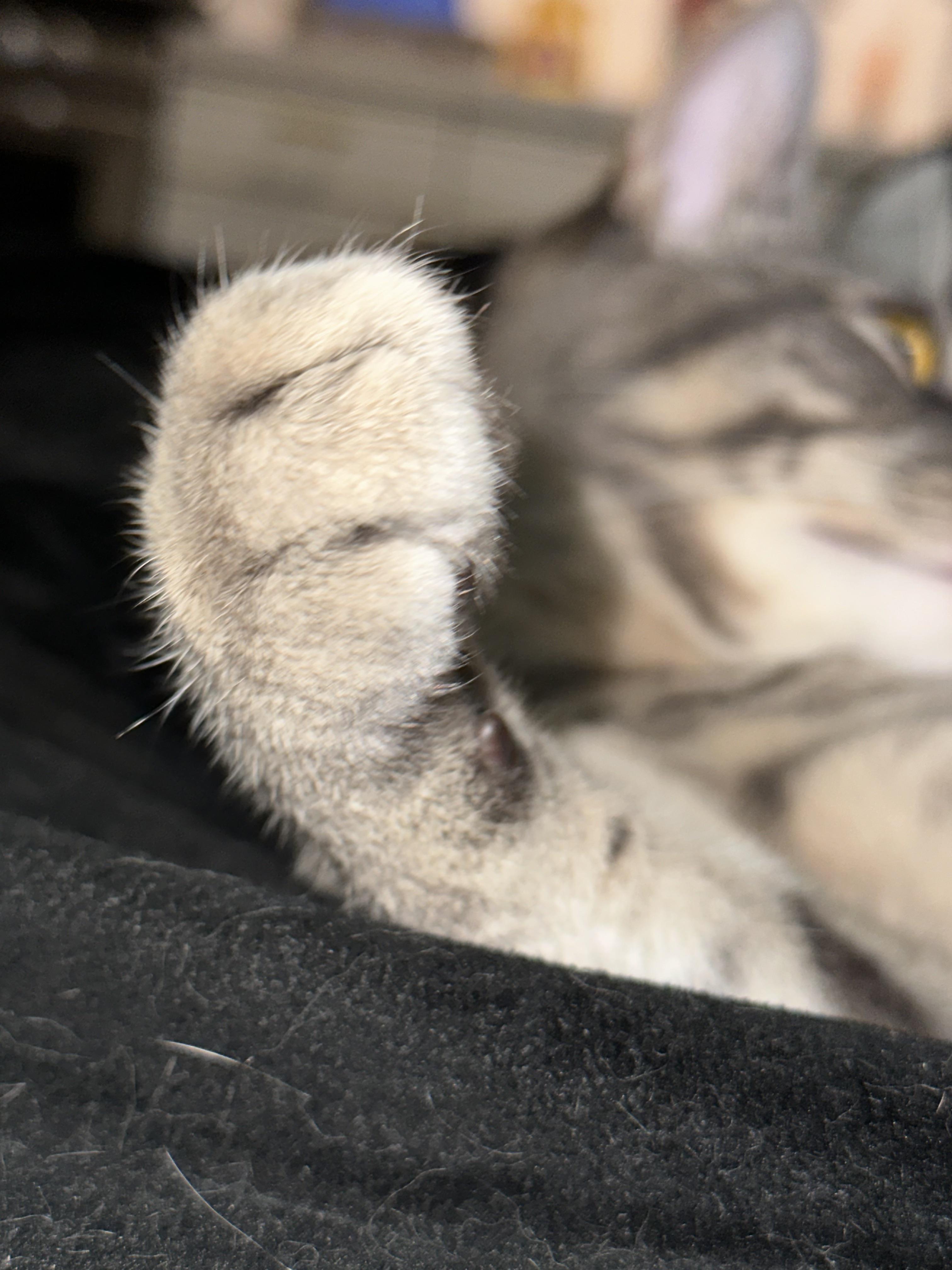 Show off your cat’s toe beans! | Scrolller
