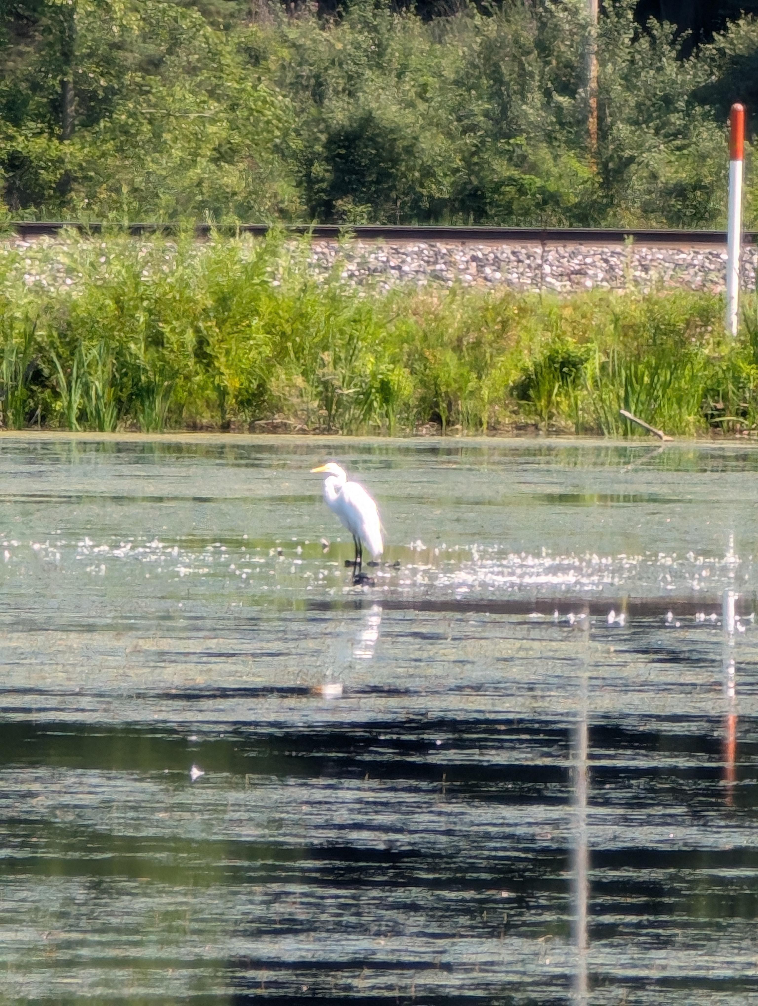 Some lovely swans | Scrolller