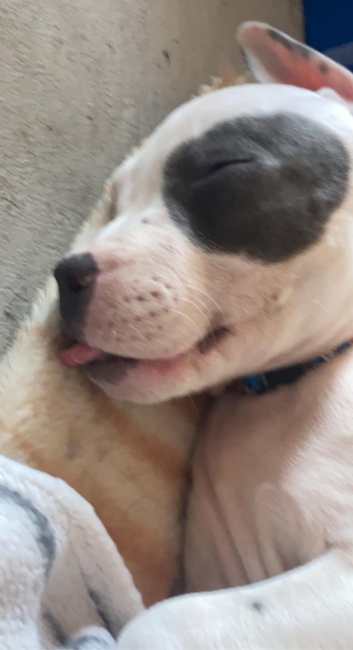 Our new puppy! | Scrolller