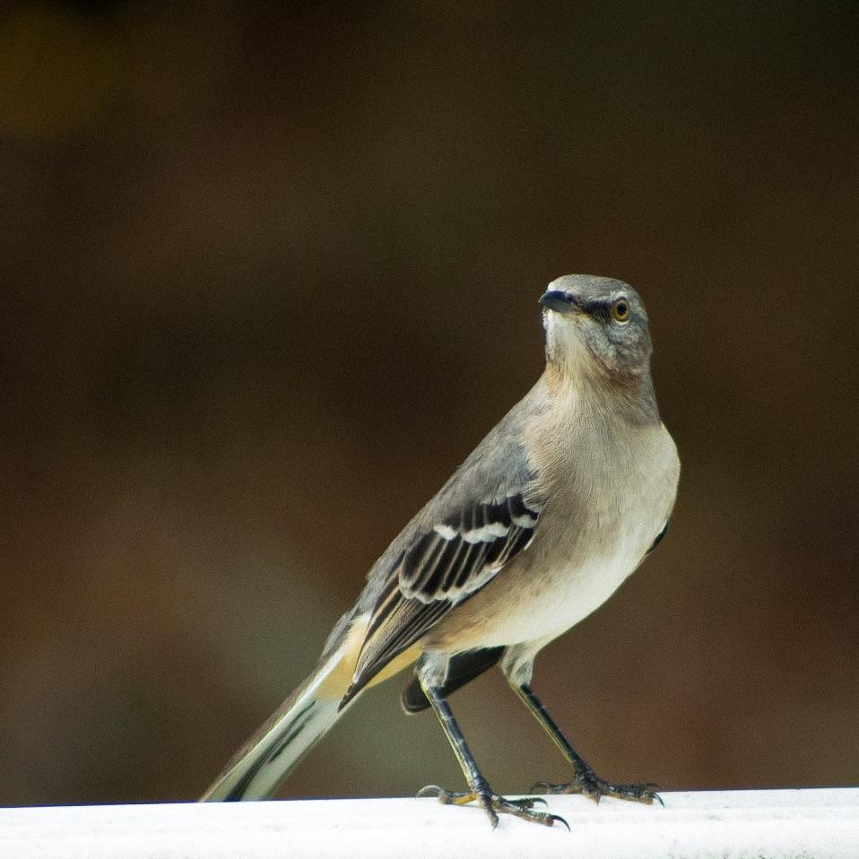 Northern Mockingbird | Scrolller