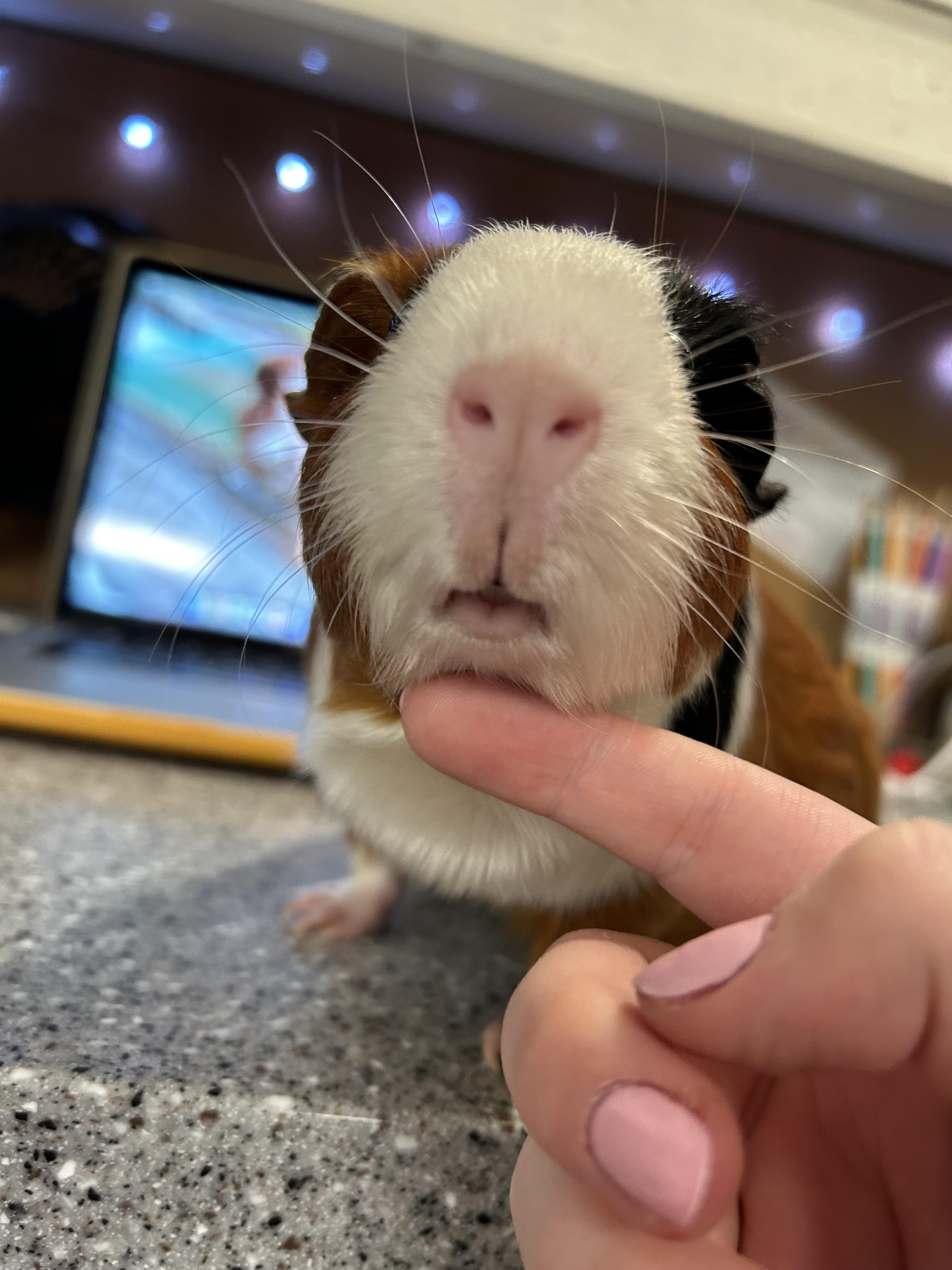 Obi turns 4 today - it’s bittersweet. | Scrolller