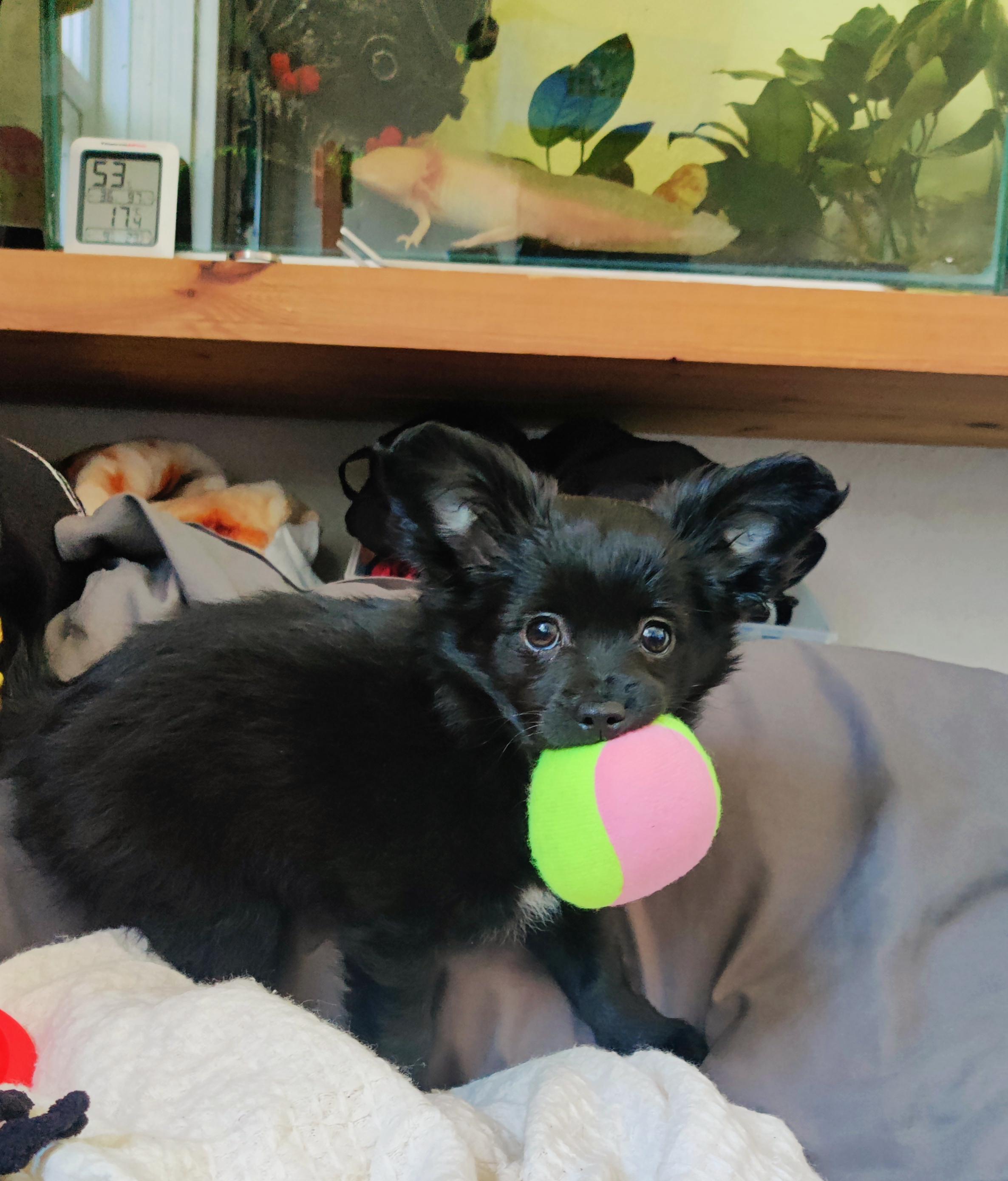 Puppy Biting | Scrolller