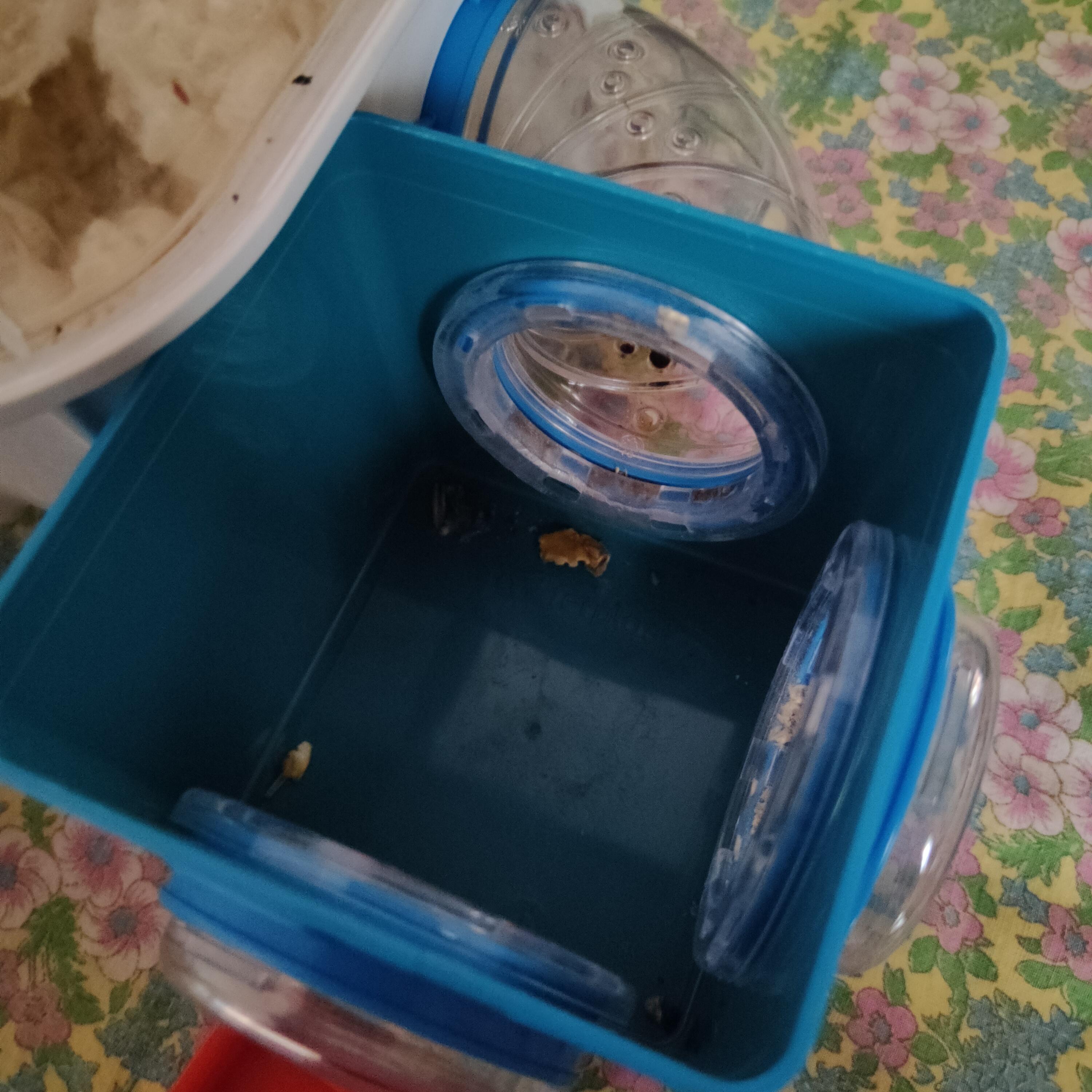 Why does my hamster do this? | Scrolller