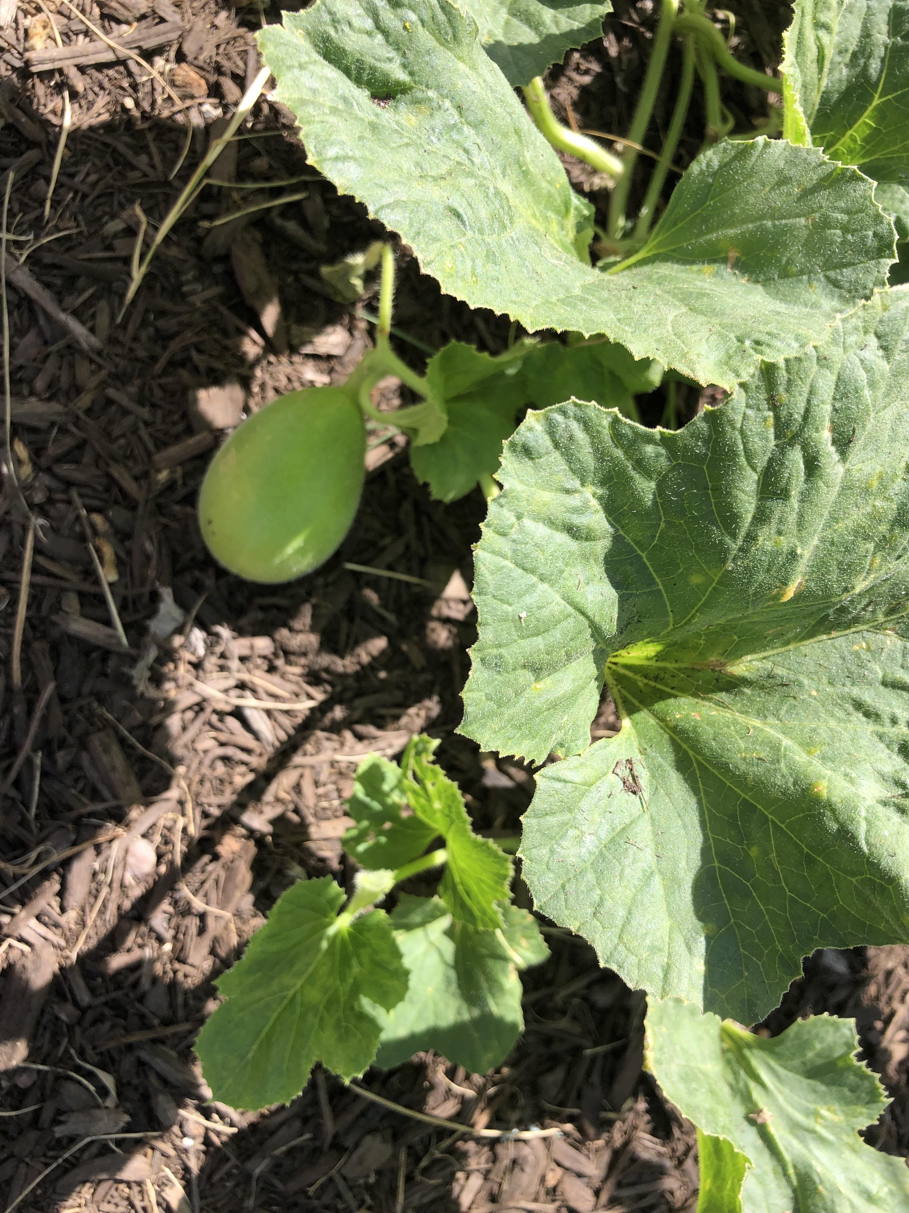 Help identifying these? | Scrolller