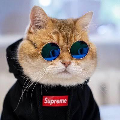 My cute cat (OC) | Scrolller