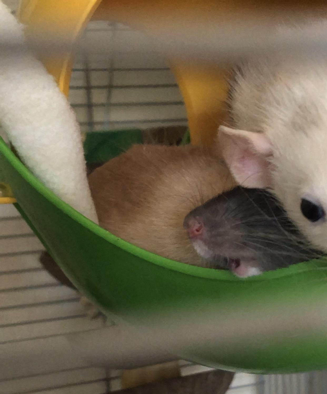 Sleepy rat compilation! | Scrolller