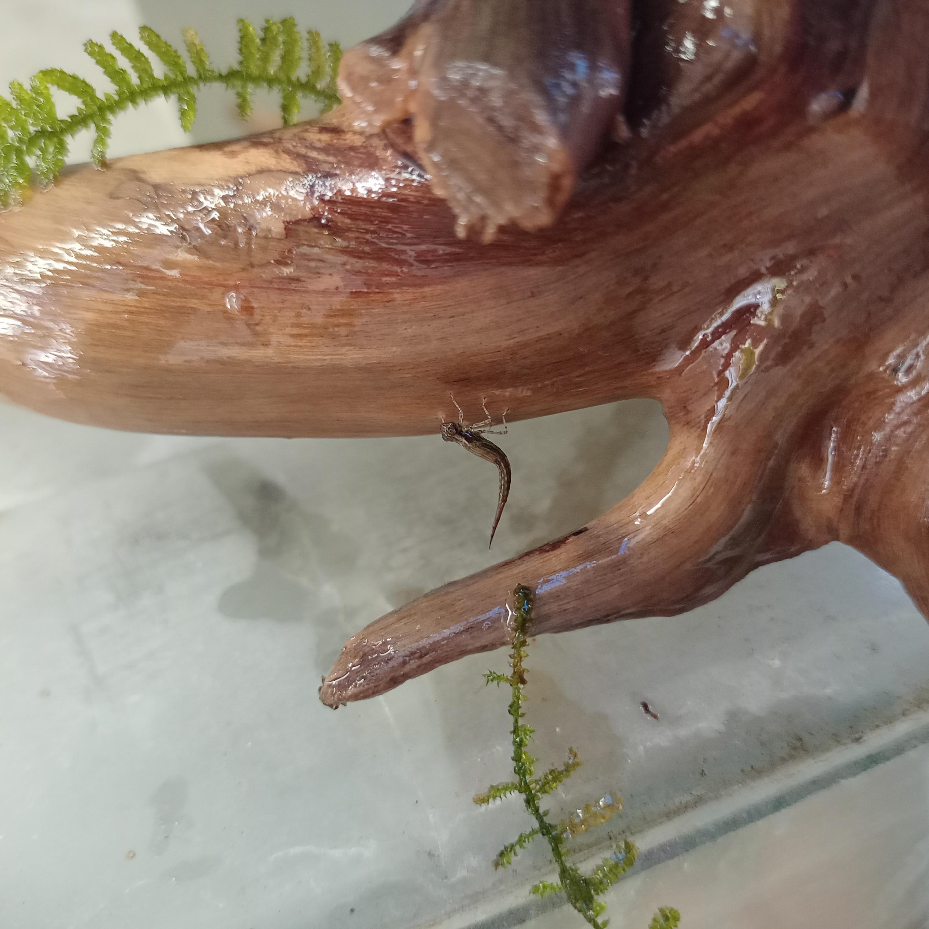 Dragonfly? | Scrolller