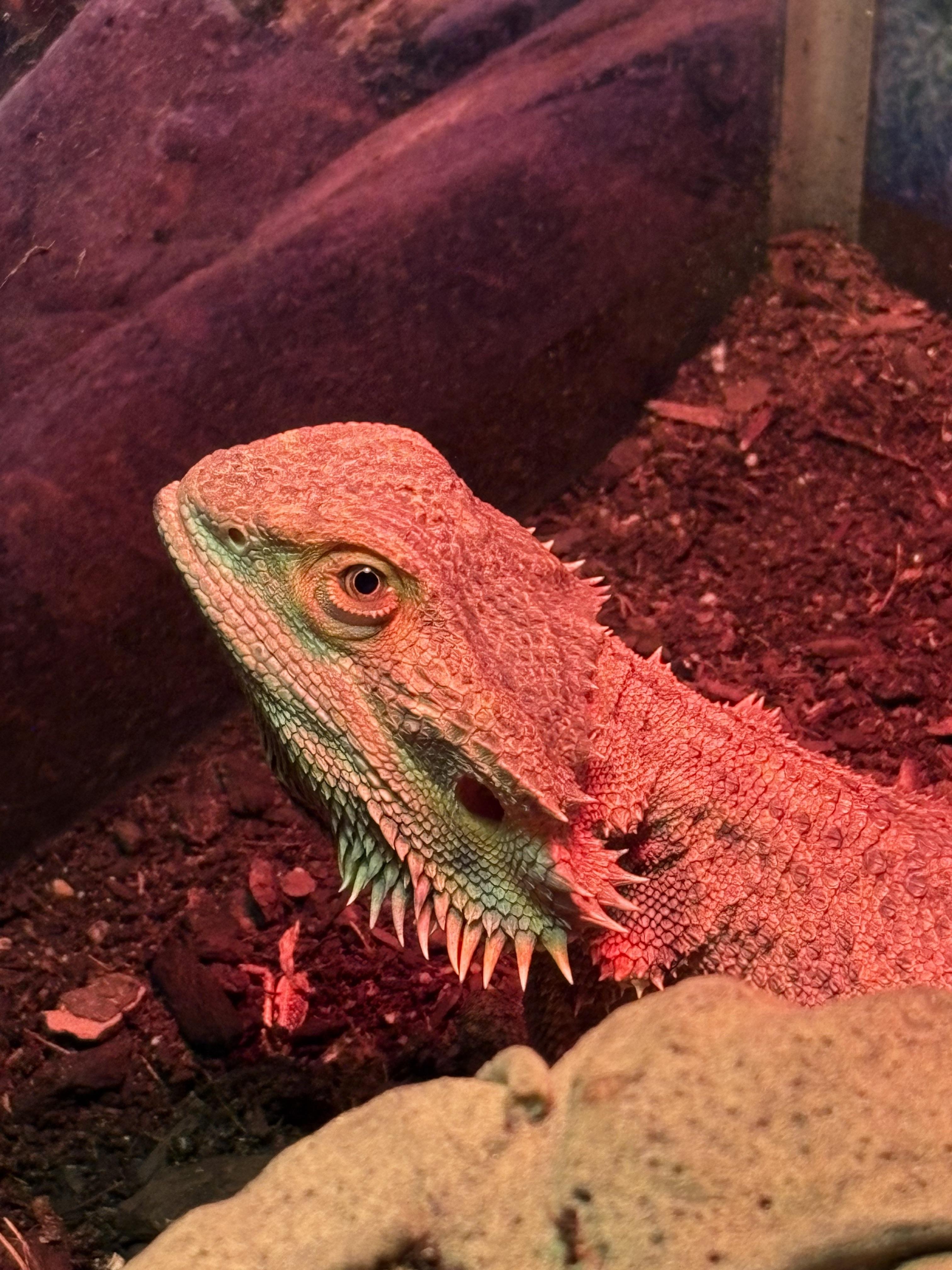 Our first beardie! | Scrolller