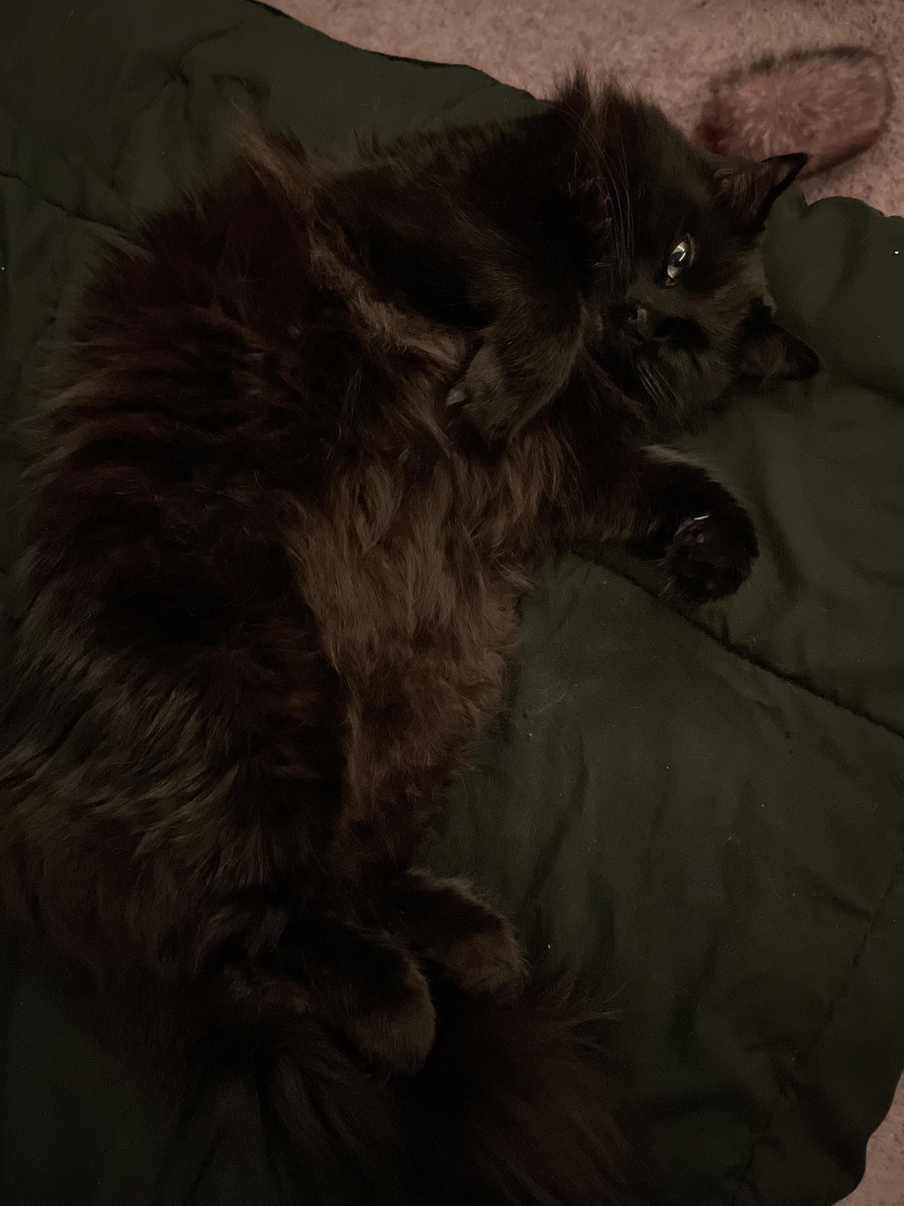 My floofy void | Scrolller
