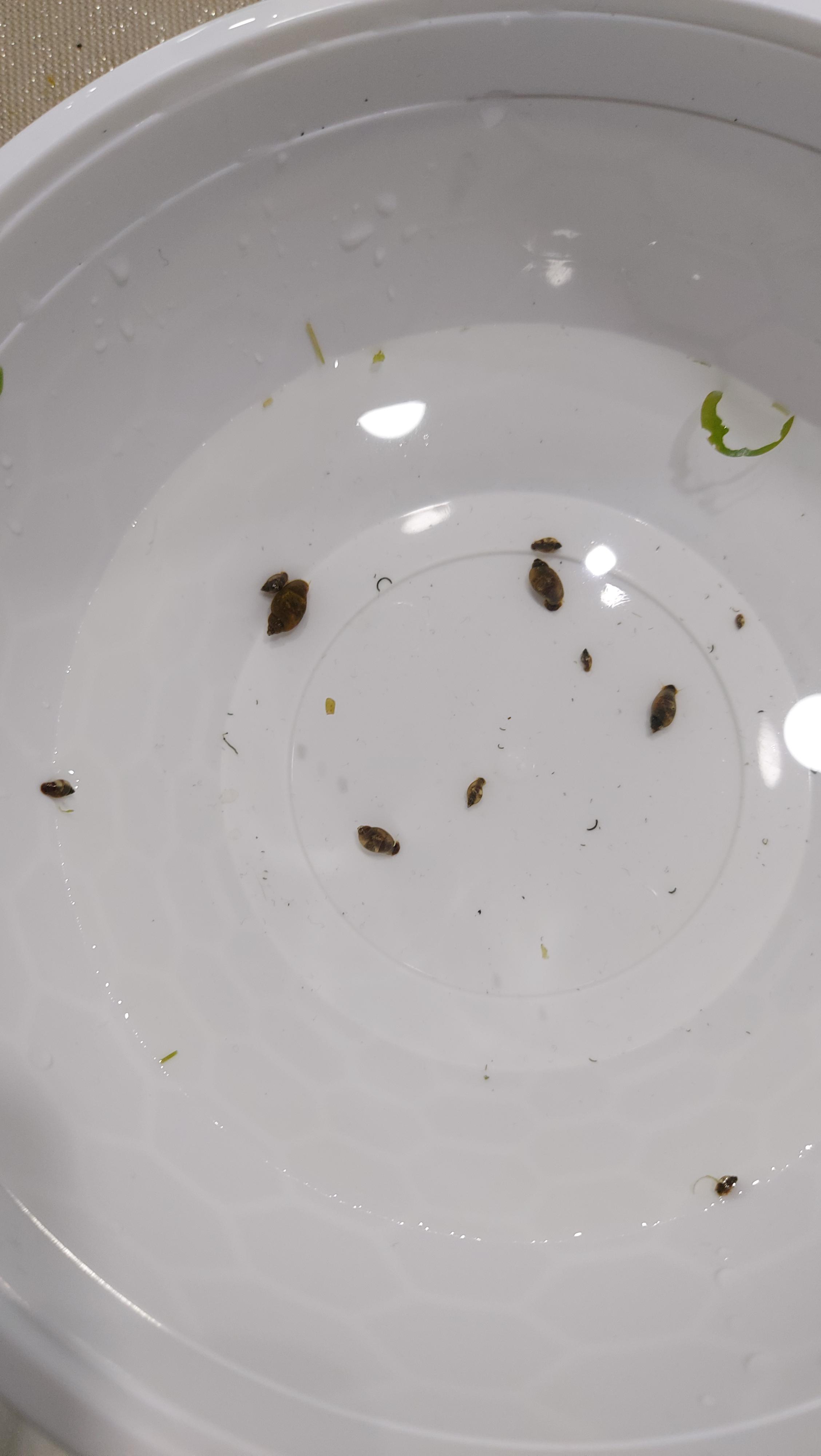 Are these red root floaters? I have a few more questions | Scrolller