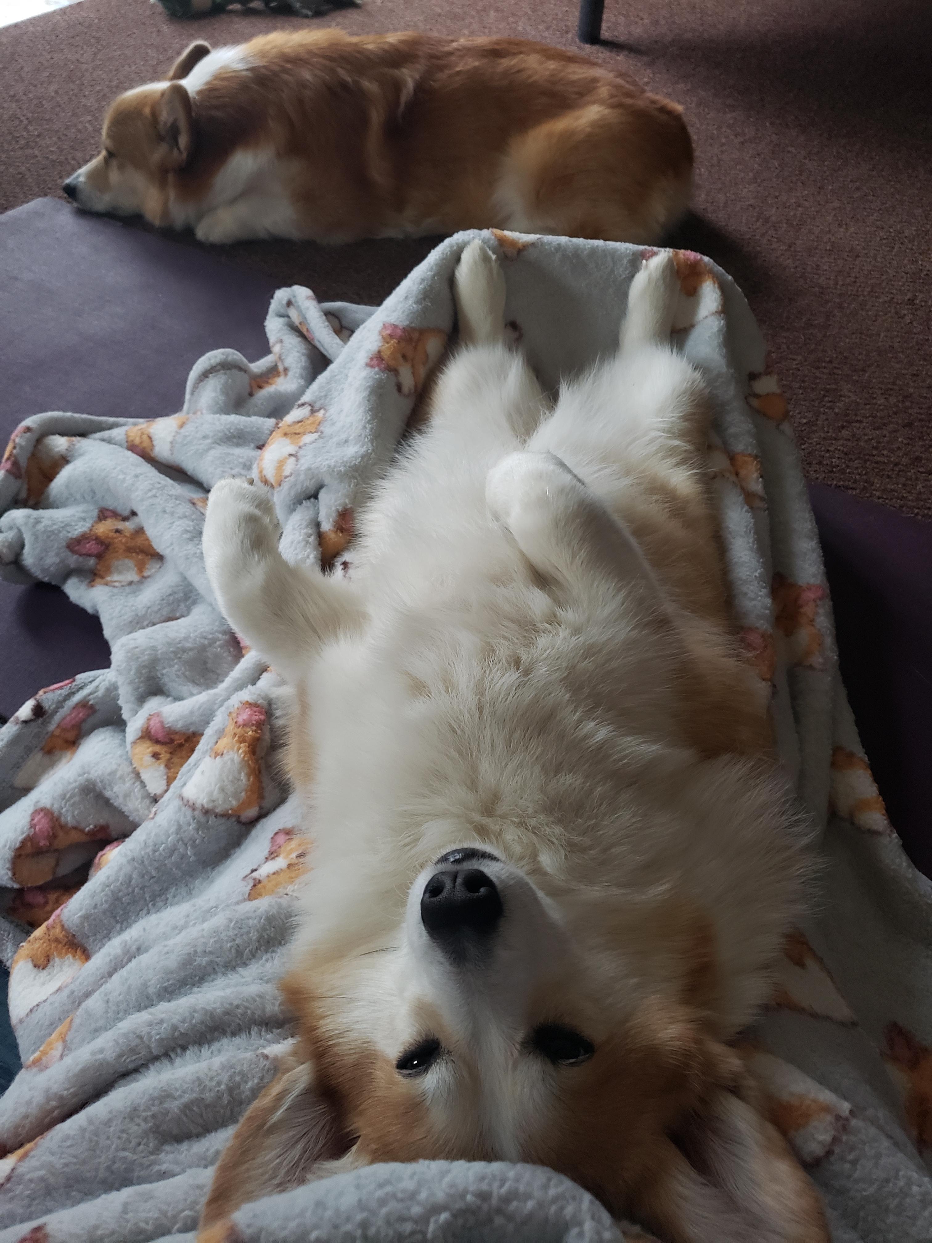 Three corgi pupanalities | Scrolller