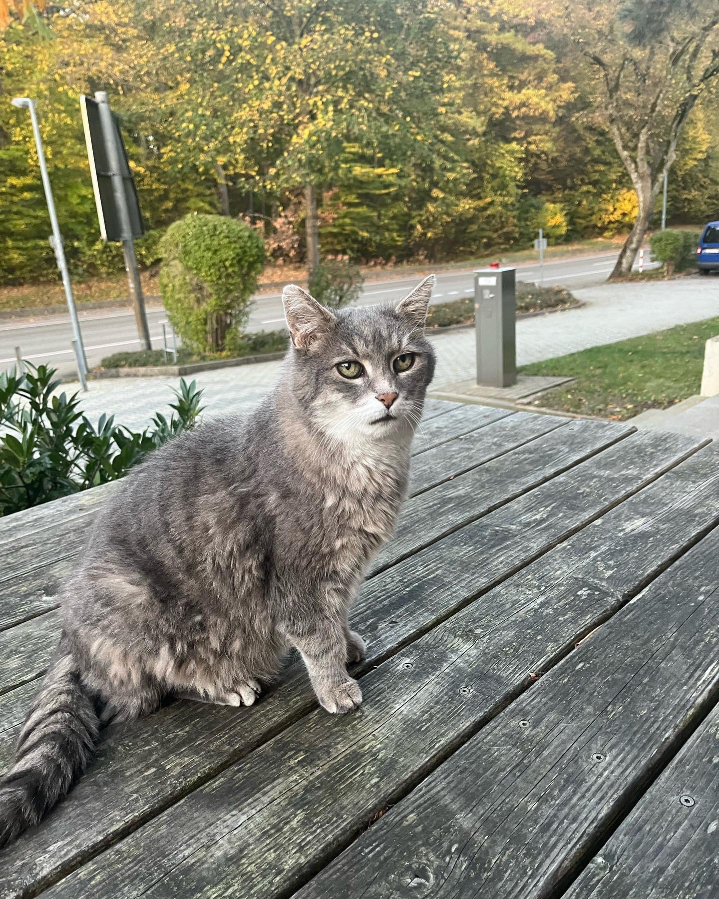 Hi can anyone help me identifying this cat breed? | Scrolller