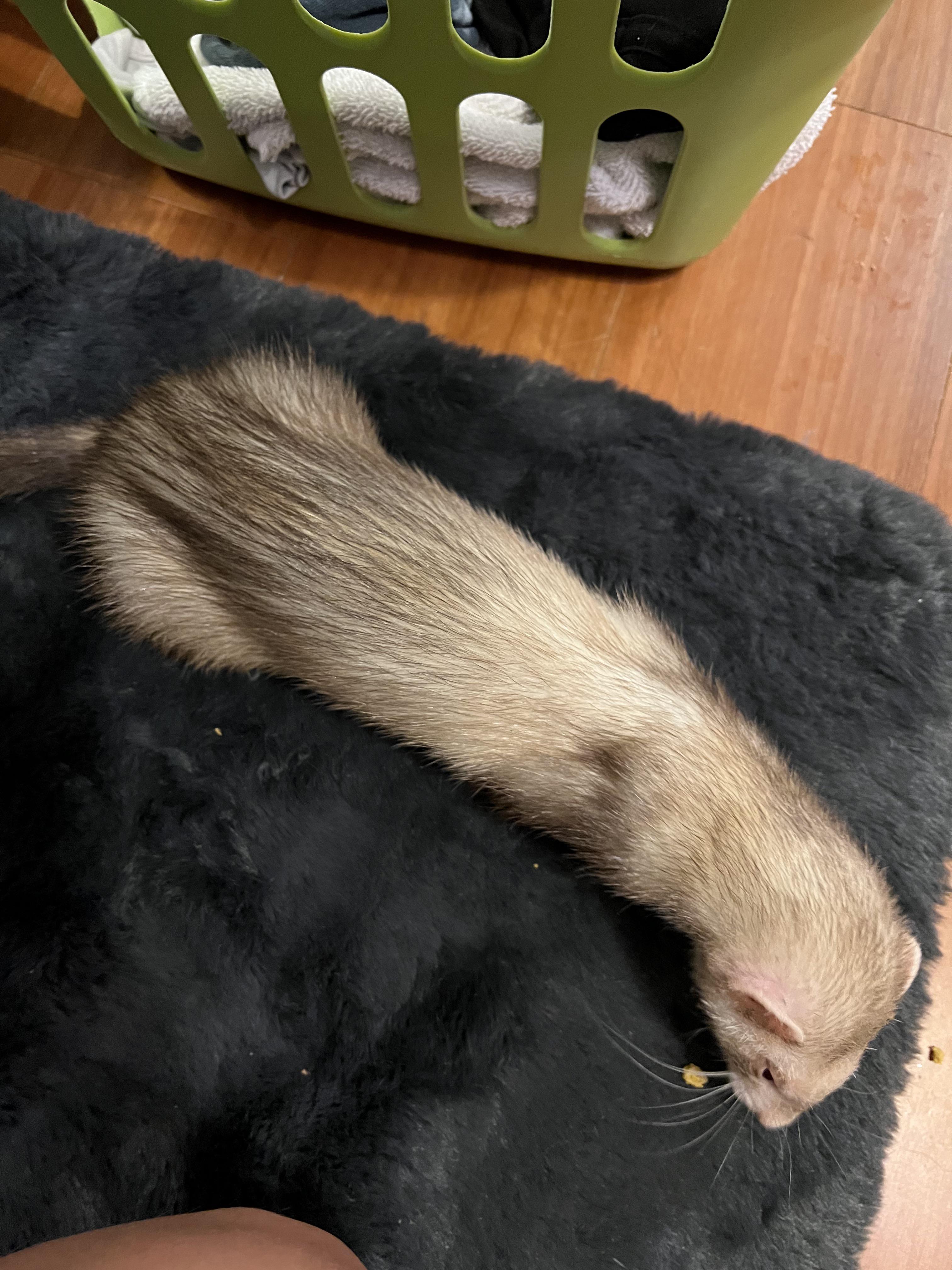 Skinny ferret | Scrolller