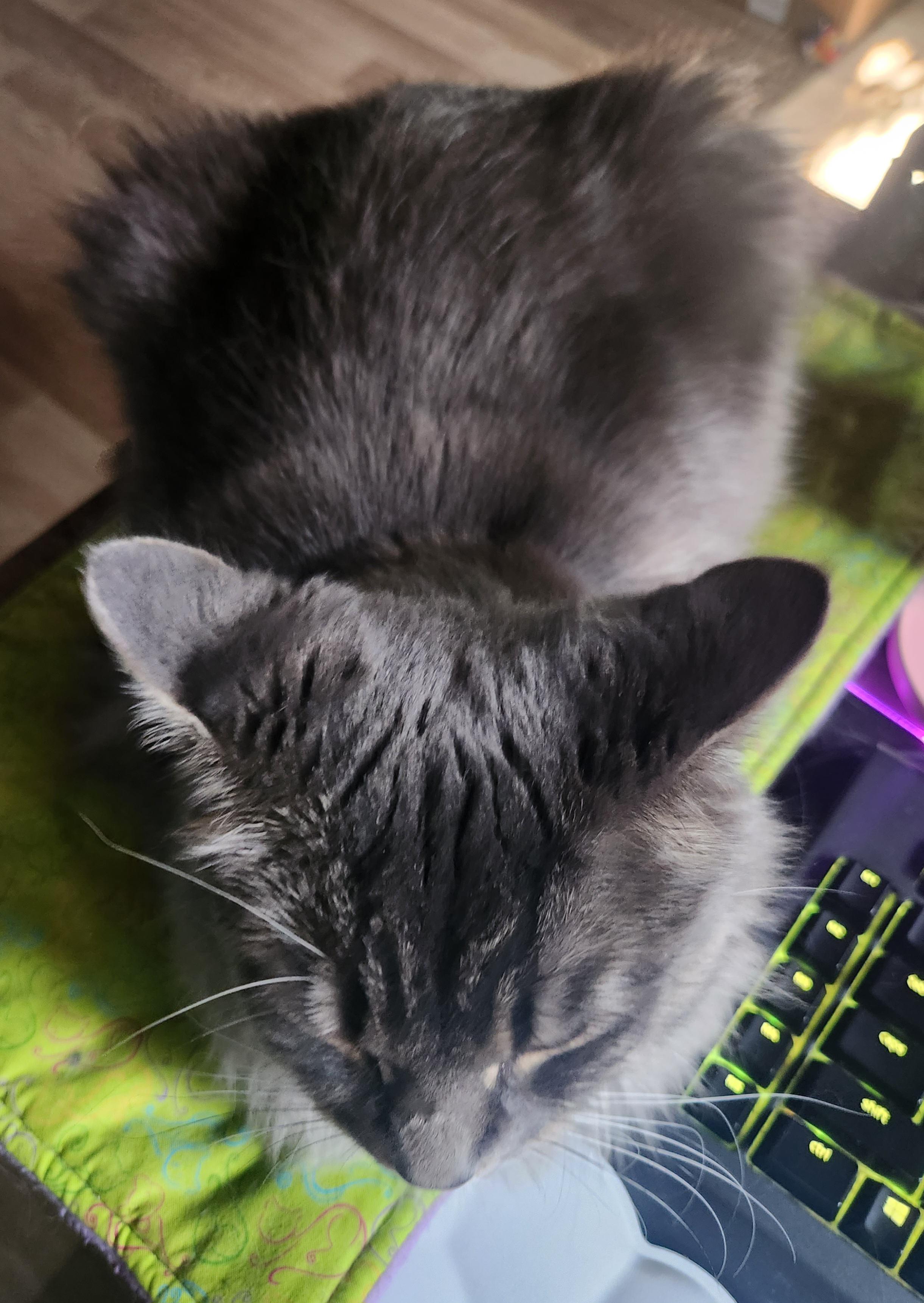 My freshly made desk loaf | Scrolller