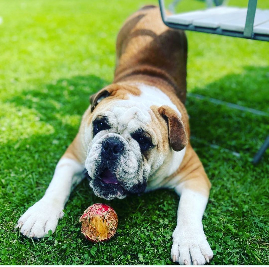 Albert from Sweden says Hi | Scrolller