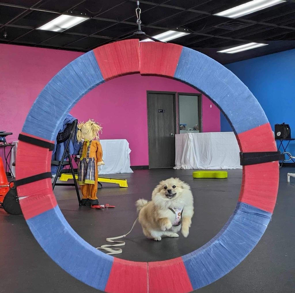 Opinion on barking behavior | Scrolller