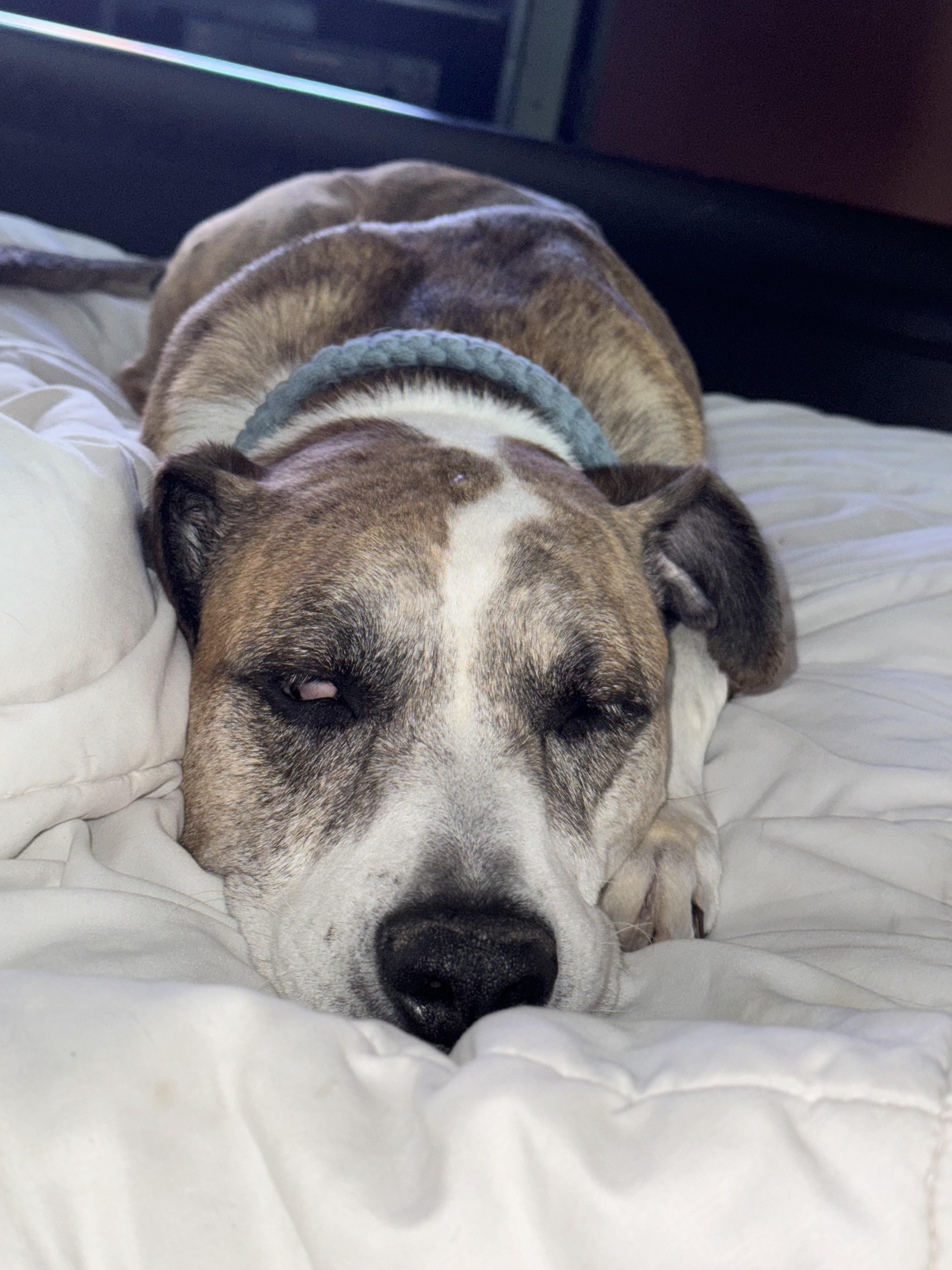 Please Pray For Taz As He Fights For His Life Today As Well As The Fact ...