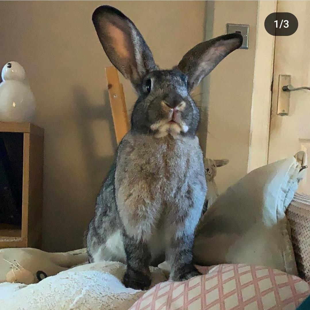 Monkey bunnies foundation | Scrolller