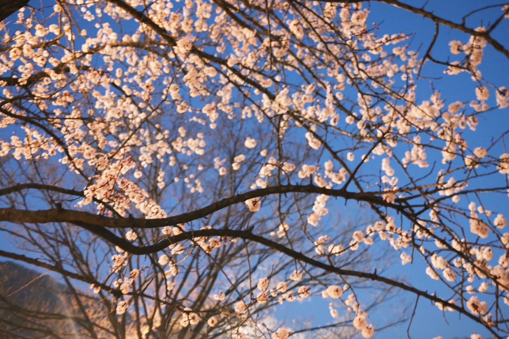 220404 DK Twitter Update 'Flowers are blooming 🌸' | Scrolller