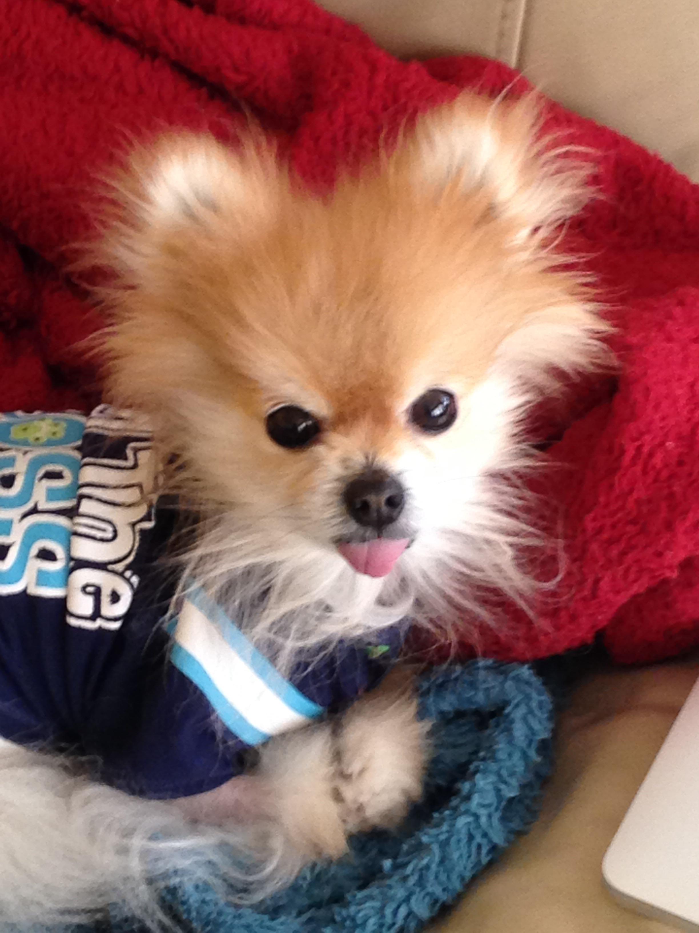 Leo, The Blep King | Scrolller