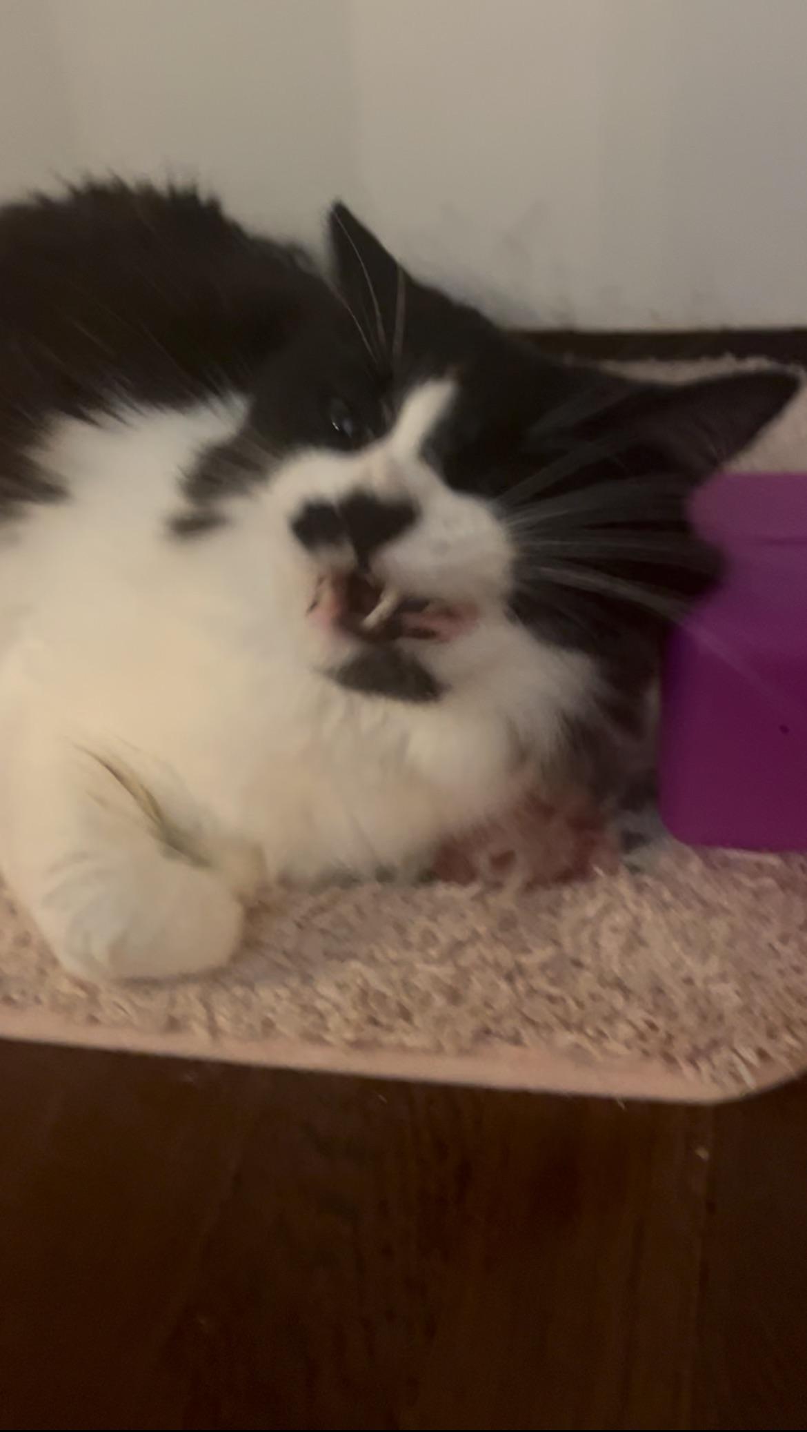 Does anybody else see their tuxedo as a skunk? If not, do you see him/her as another animal ...