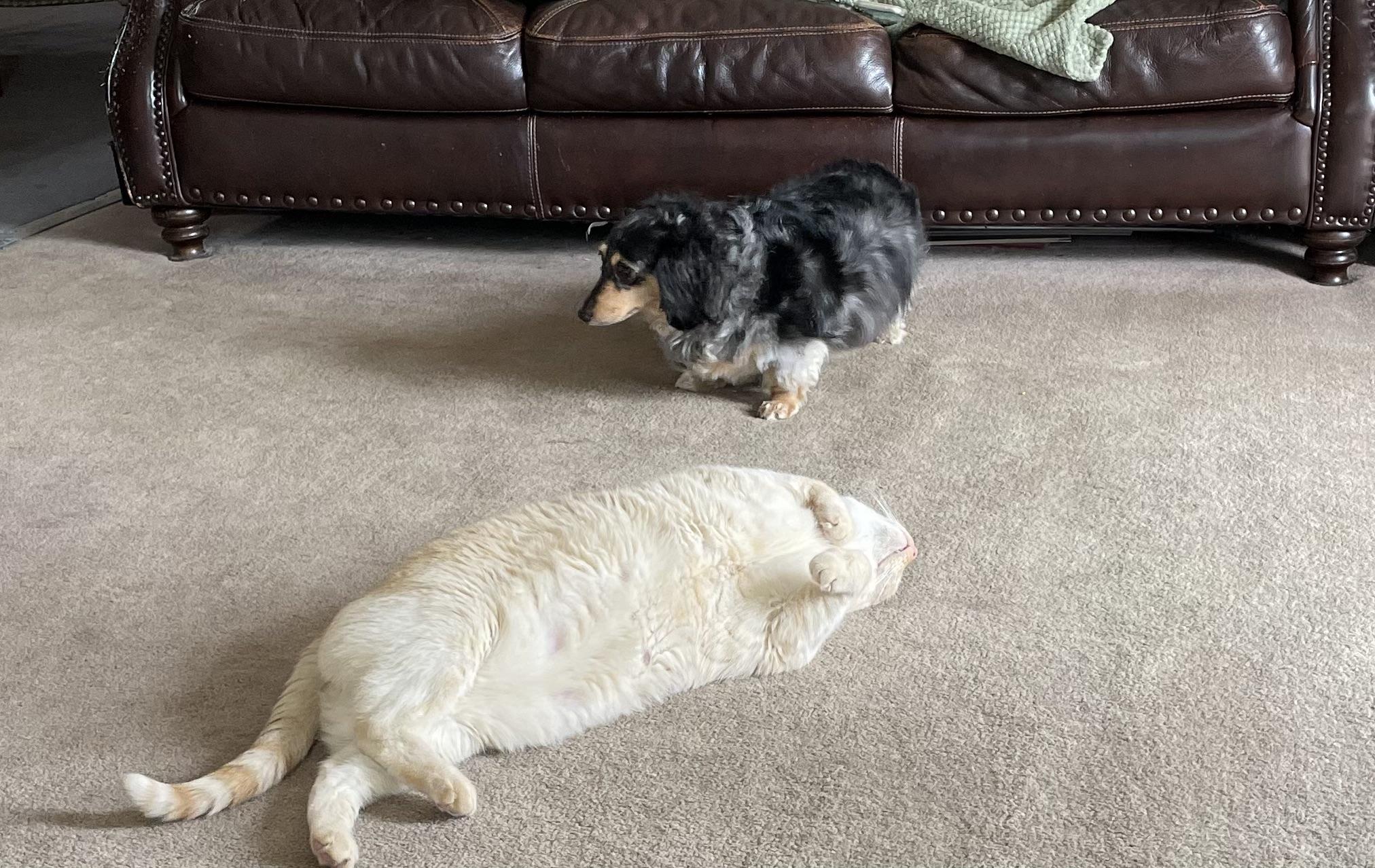 Got that nap belly exposure | Scrolller