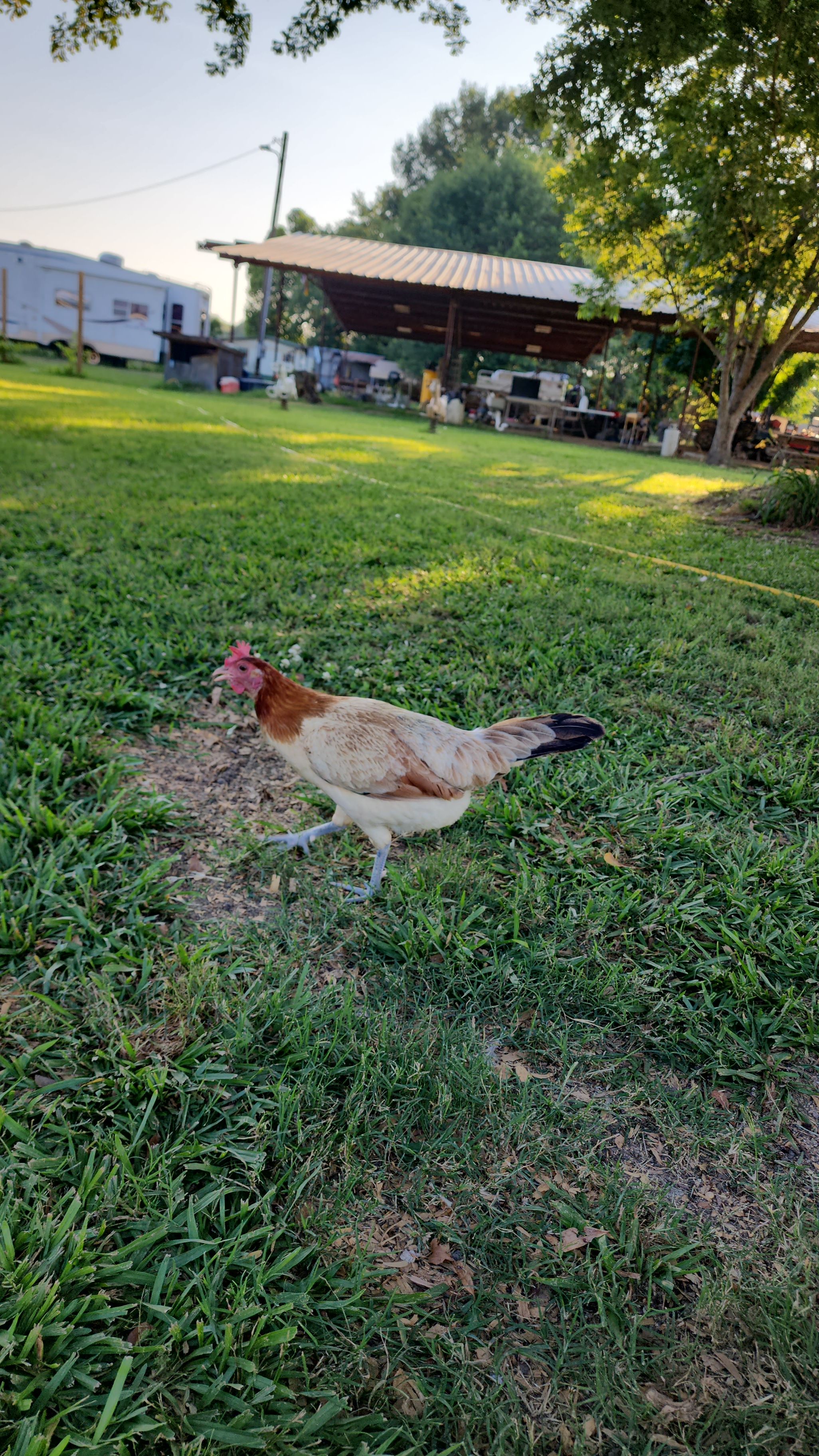 Anyone know the Breed? | Scrolller