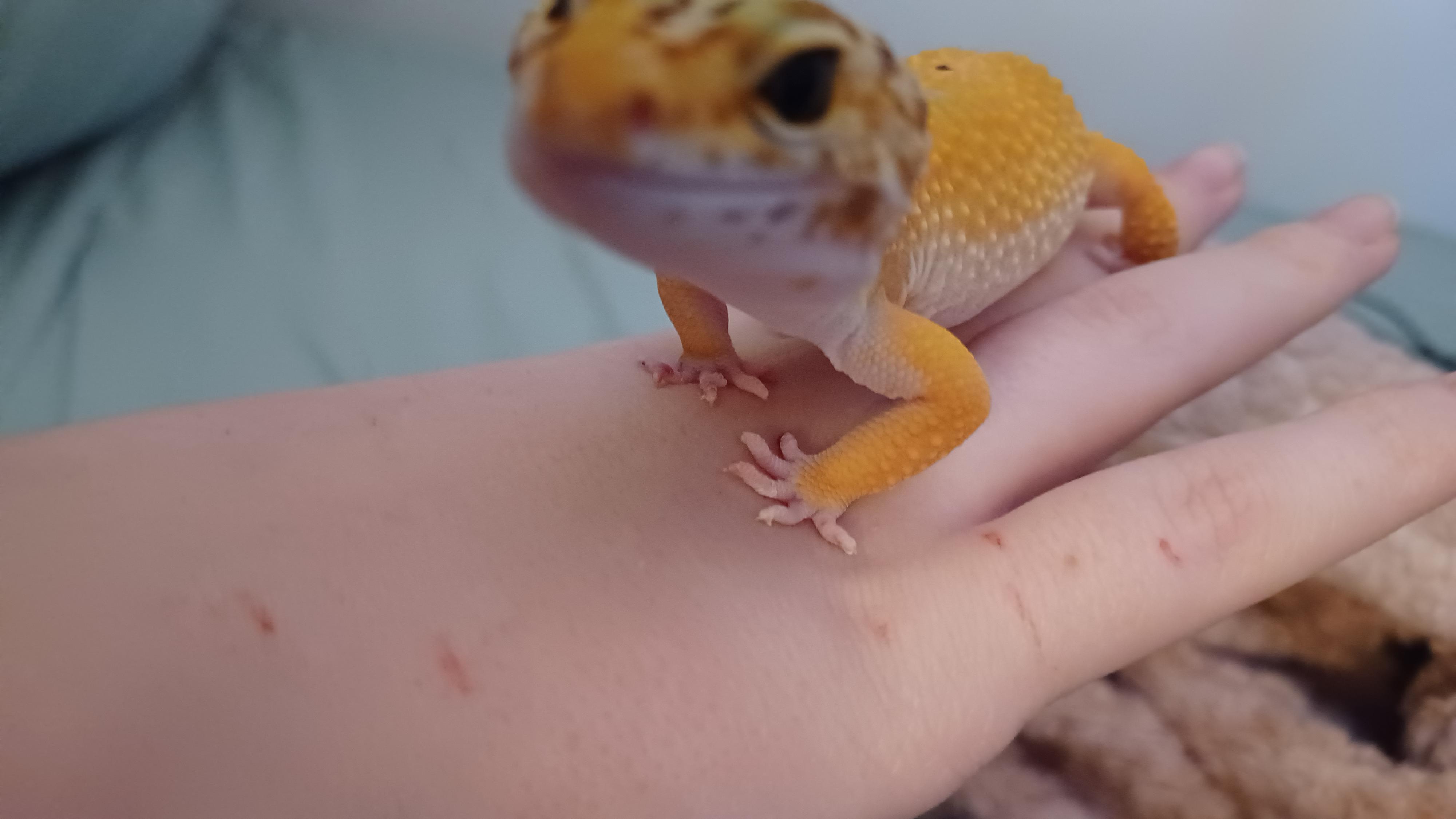 Help- leapord gecko bleeding from shed | Scrolller