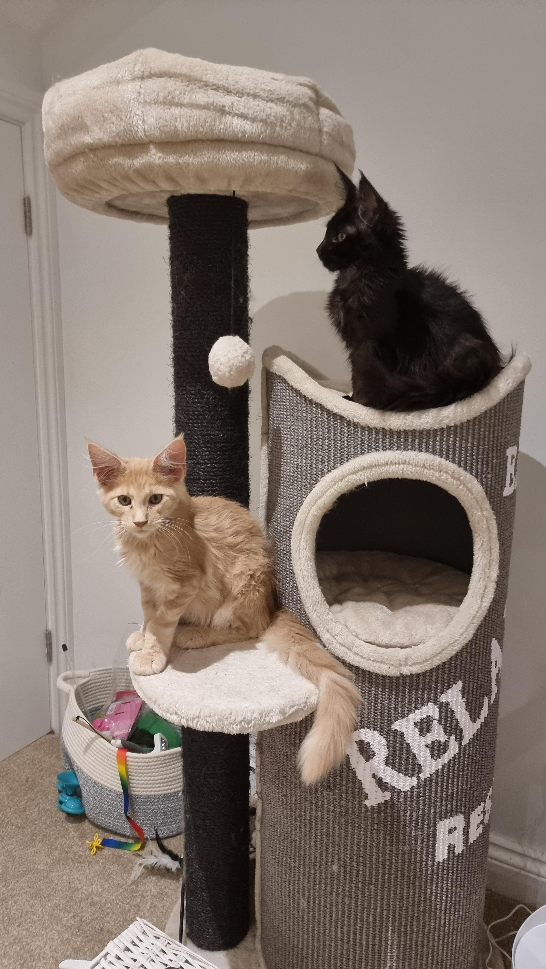 Discover more like Mainecoons: In hour of yesterday's Gideon, I share ...